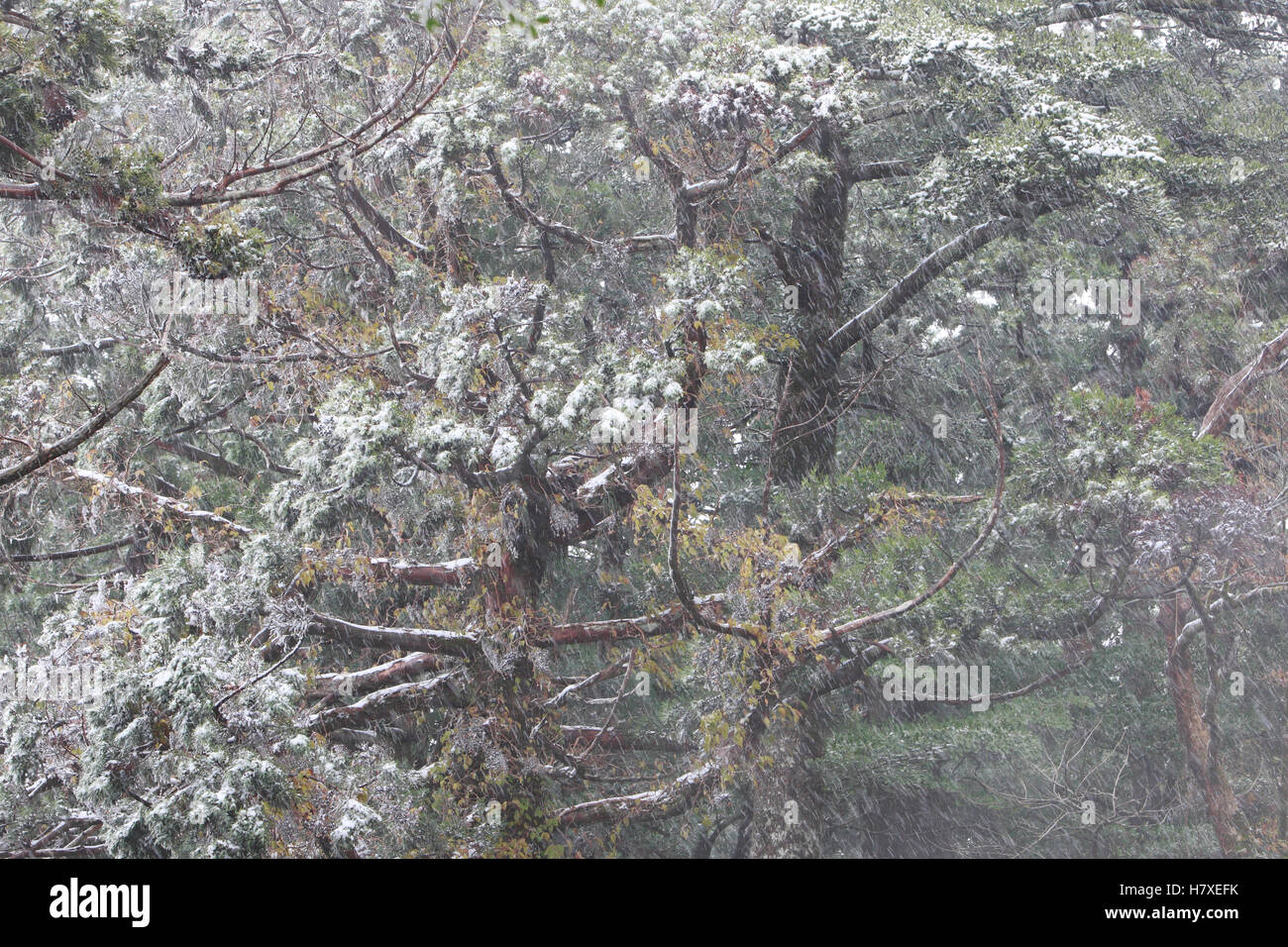 Snowfall on temperate rainforest, Yakushima Island, Japan Stock Photo ...