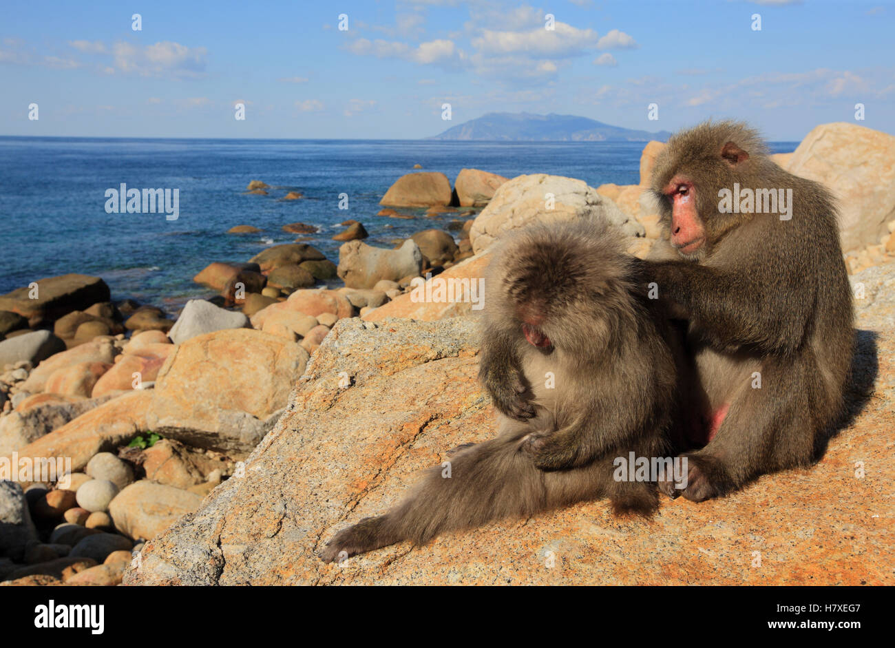 Japanese Macaque (Macaca fuscata) pair grooming on rocks at the coast ...