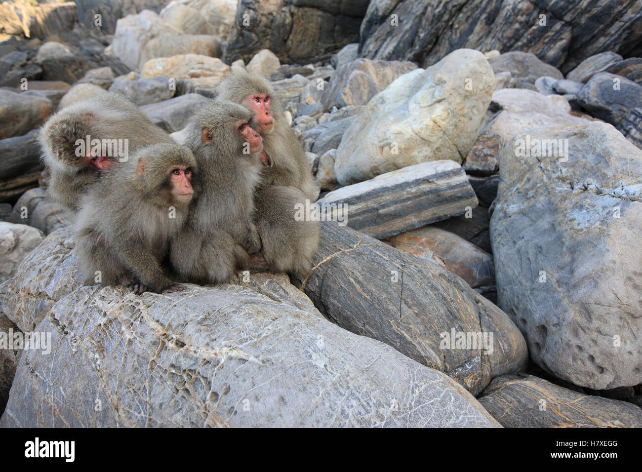 Japanese Macaque (Macaca fuscata) group huddled together on rocks ...