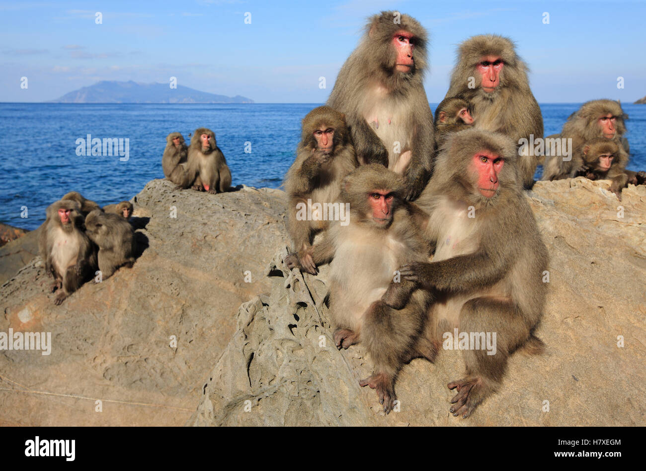 Japanese Macaque (Macaca fuscata) troop sunning on rocks, Yakushima ...