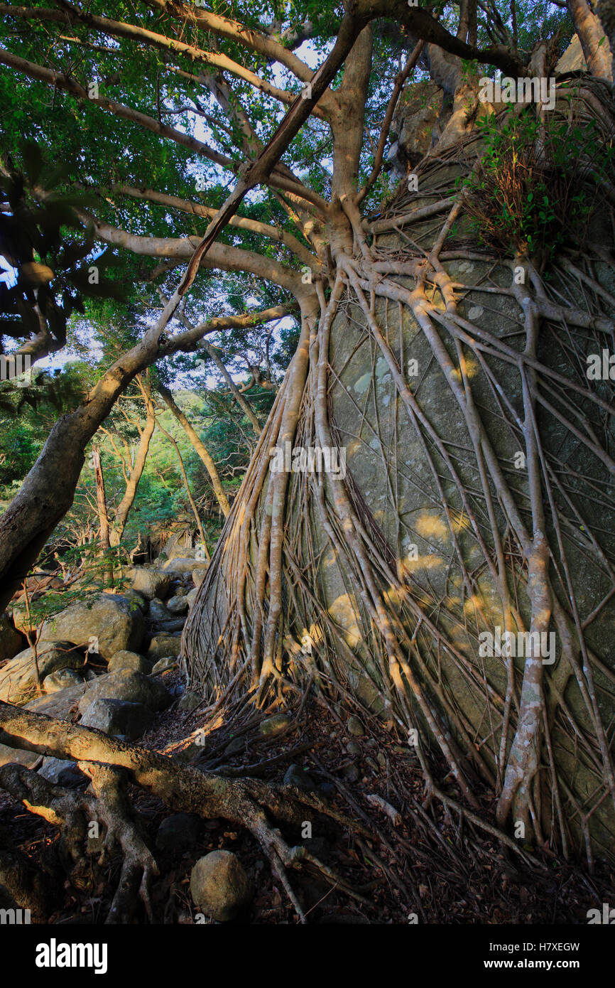 Fig Ficus Sp Tree With Roots Spanning Over Rock Yakushima Island