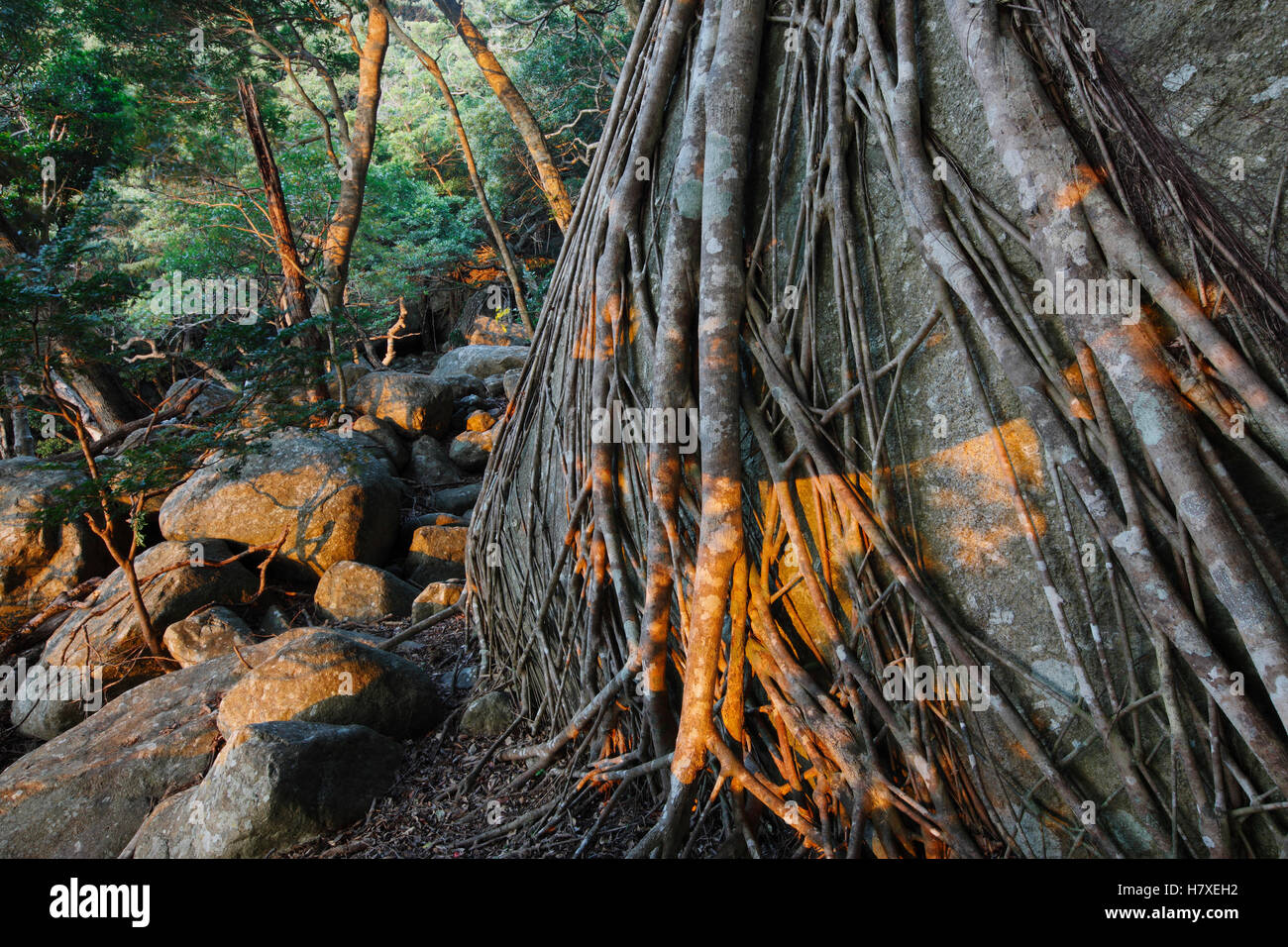 Fig Ficus Sp Tree With Roots Spanning Over Rock Yakushima Island