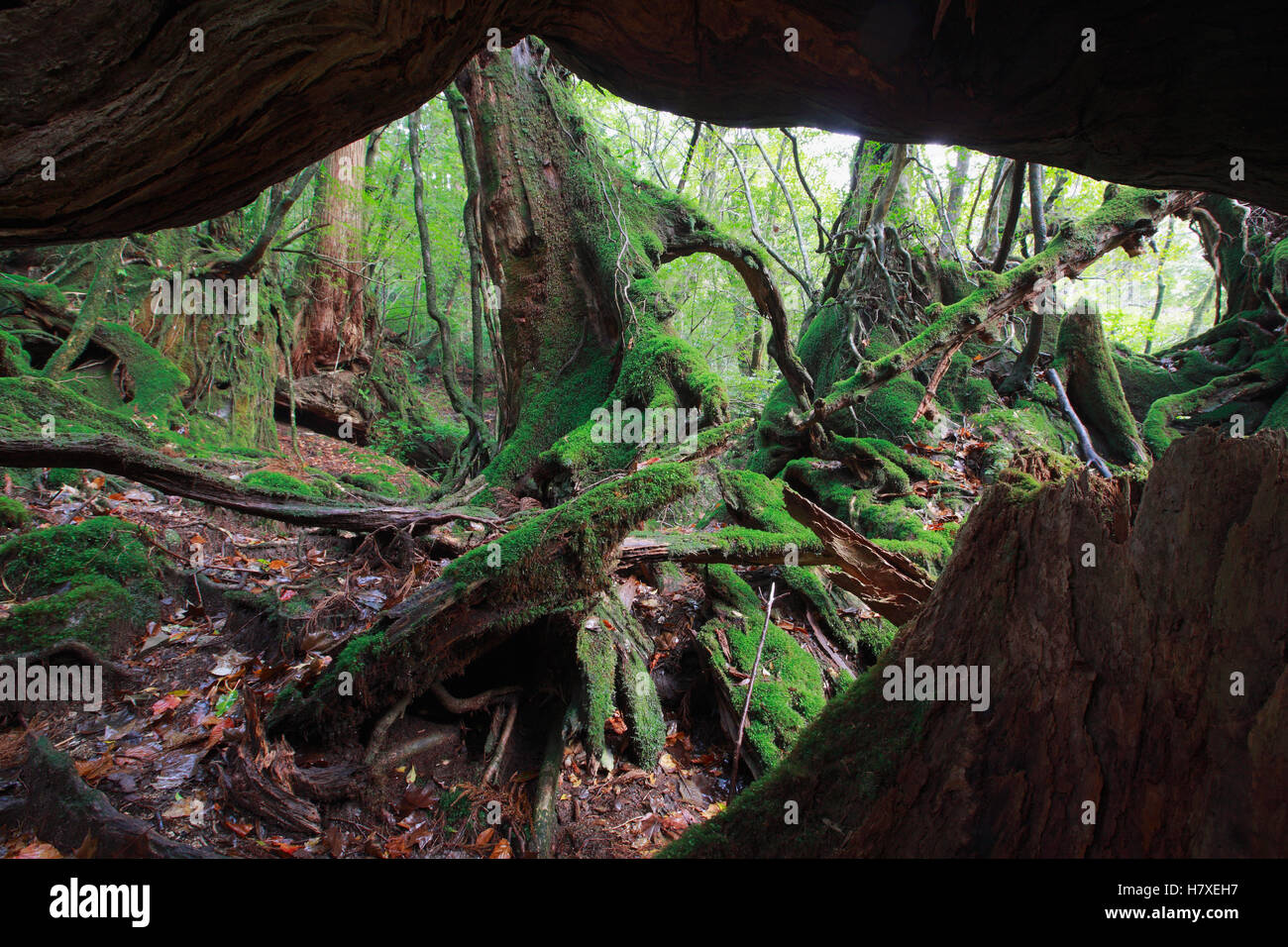 Temperate rainforest of Shiratani Unsuikyo, Yakushima Island, Japan ...