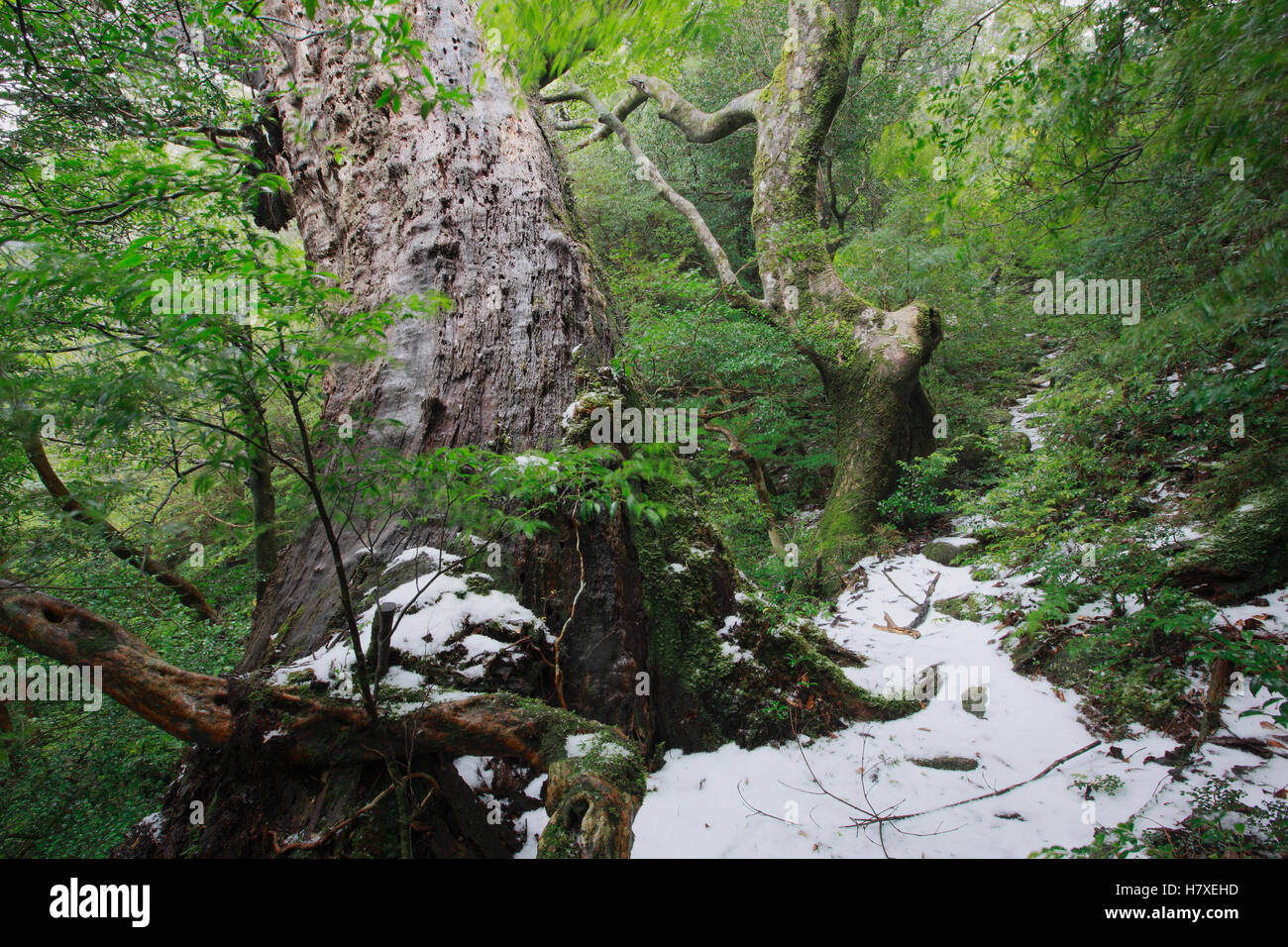 Hail on temperate rainforest floor, Yakushima Island, Japan Stock Photo ...