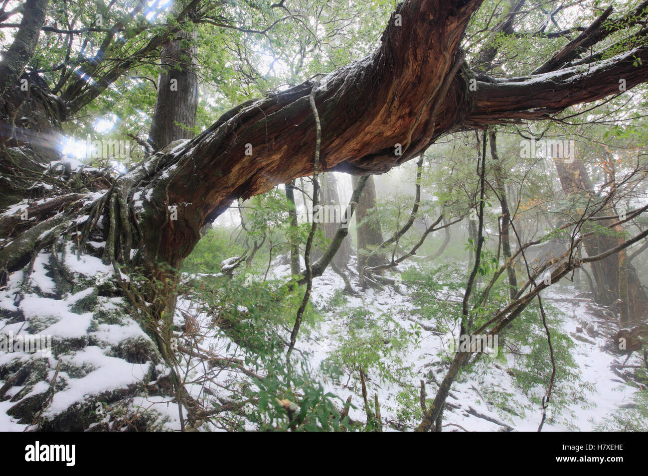 Hail on temperate rainforest floor, Yakushima Island, Japan Stock Photo ...