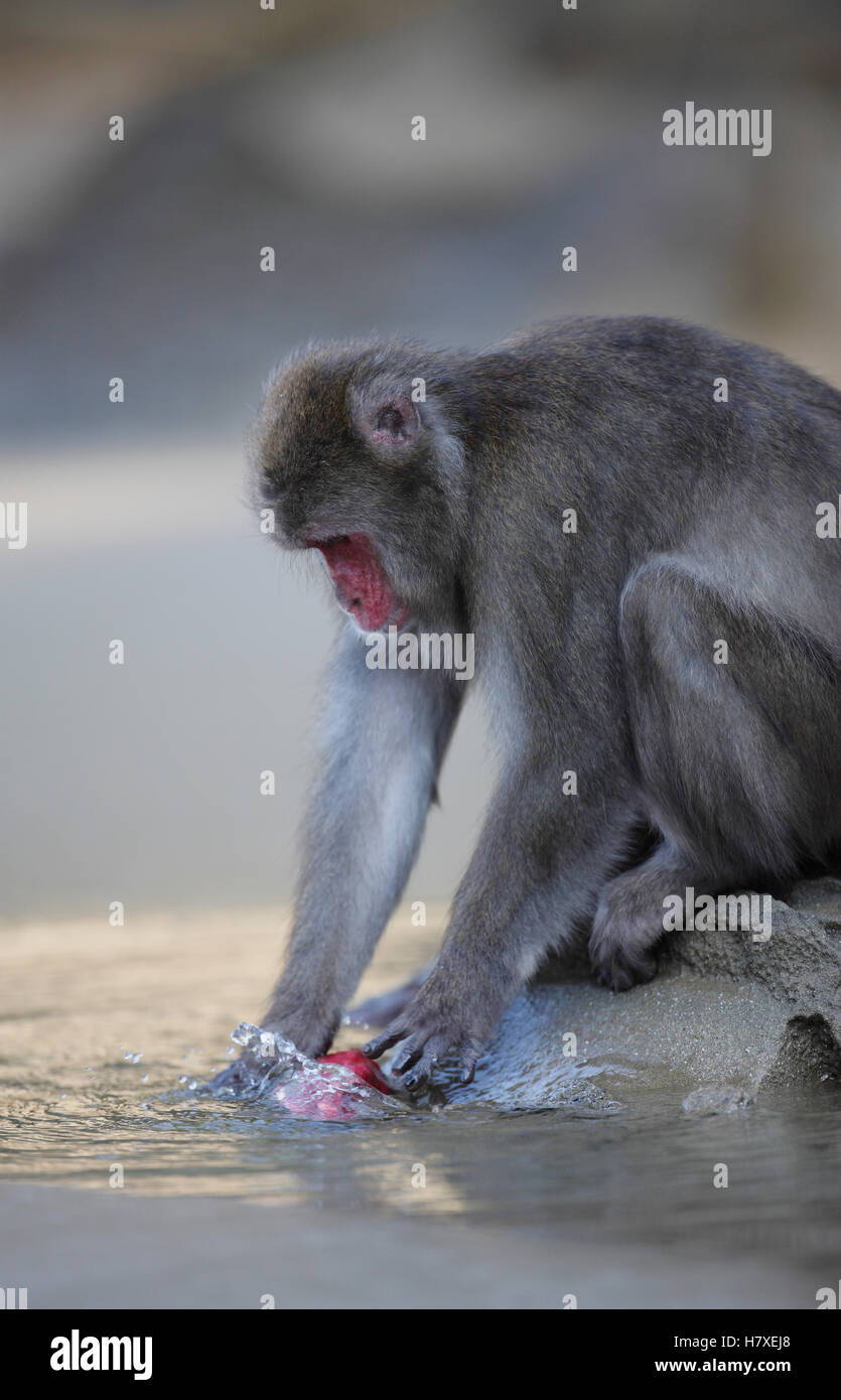 Japanese Macaque (Macaca fuscata) washing a sweet potato, Kojima, Japan ...