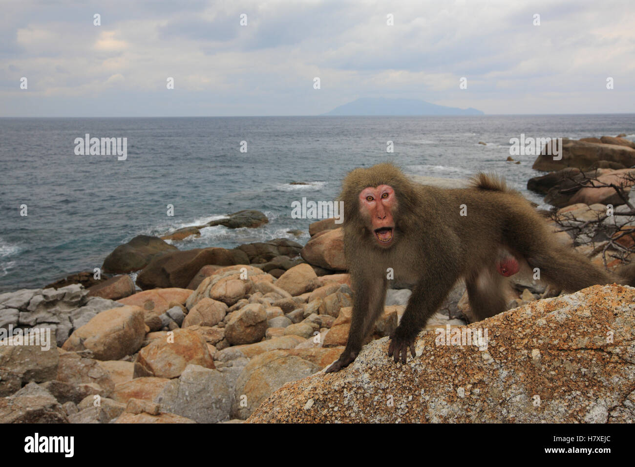 Japanese Macaque (Macaca fuscata) male in aggressive posture, Yakushima ...
