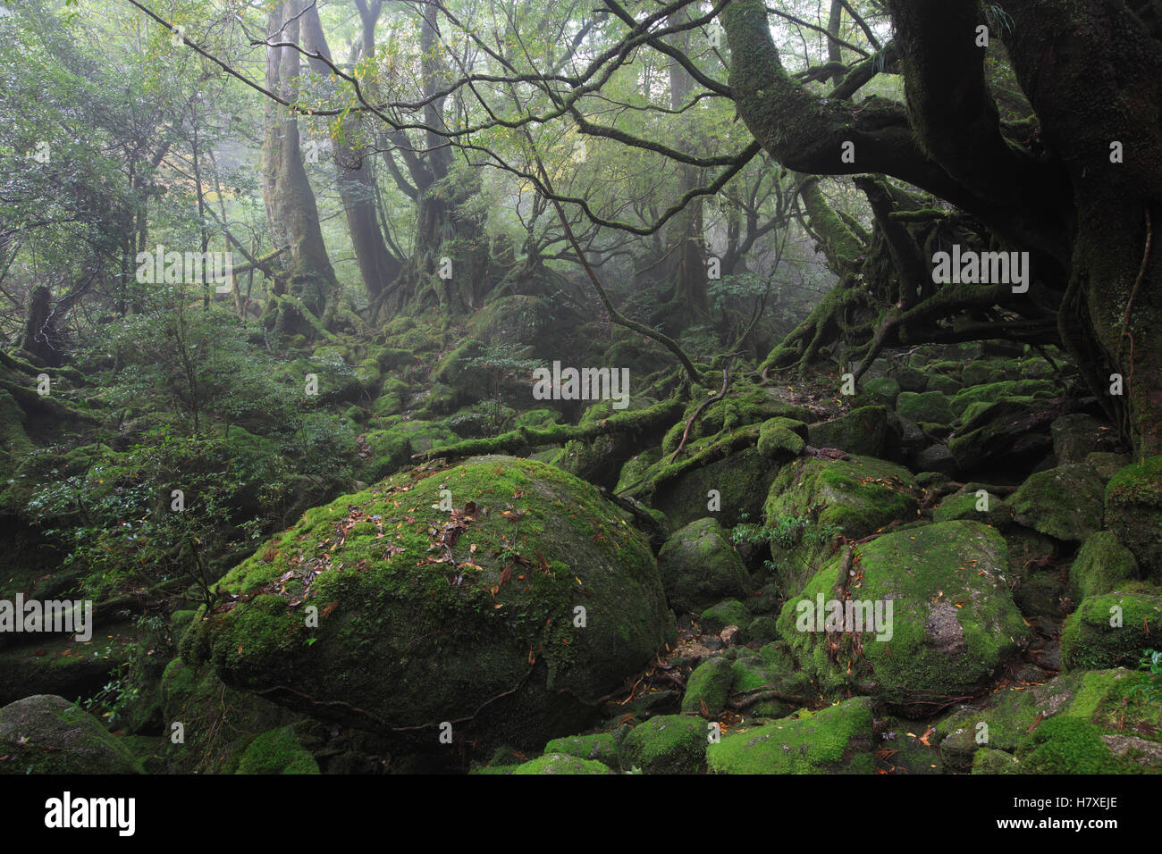 Temperate rainforest of Shiratani Unsuikyo, Yakushima Island, Japan ...