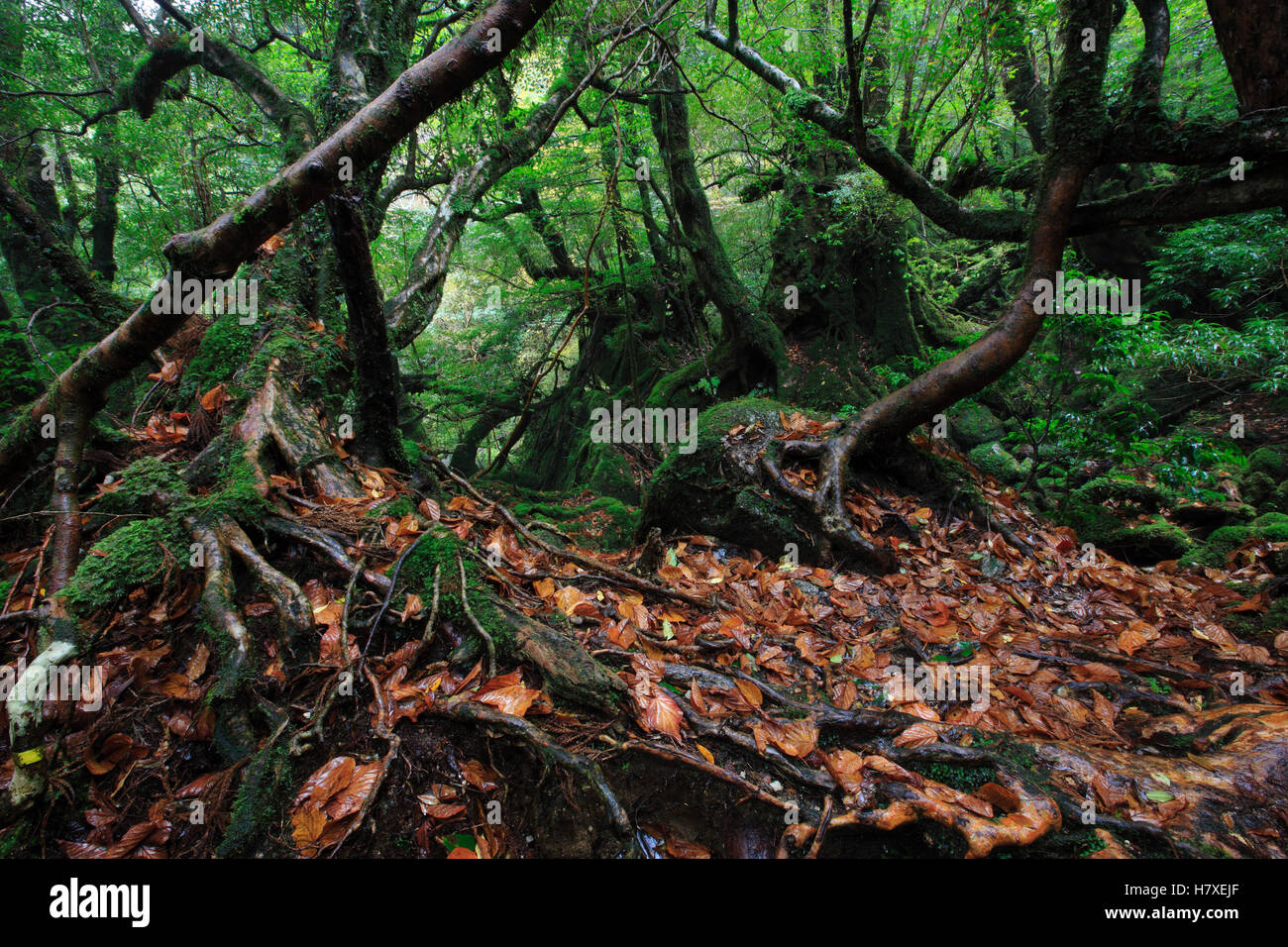 Temperate rainforest of Shiratani Unsuikyo, Yakushima Island, Japan ...