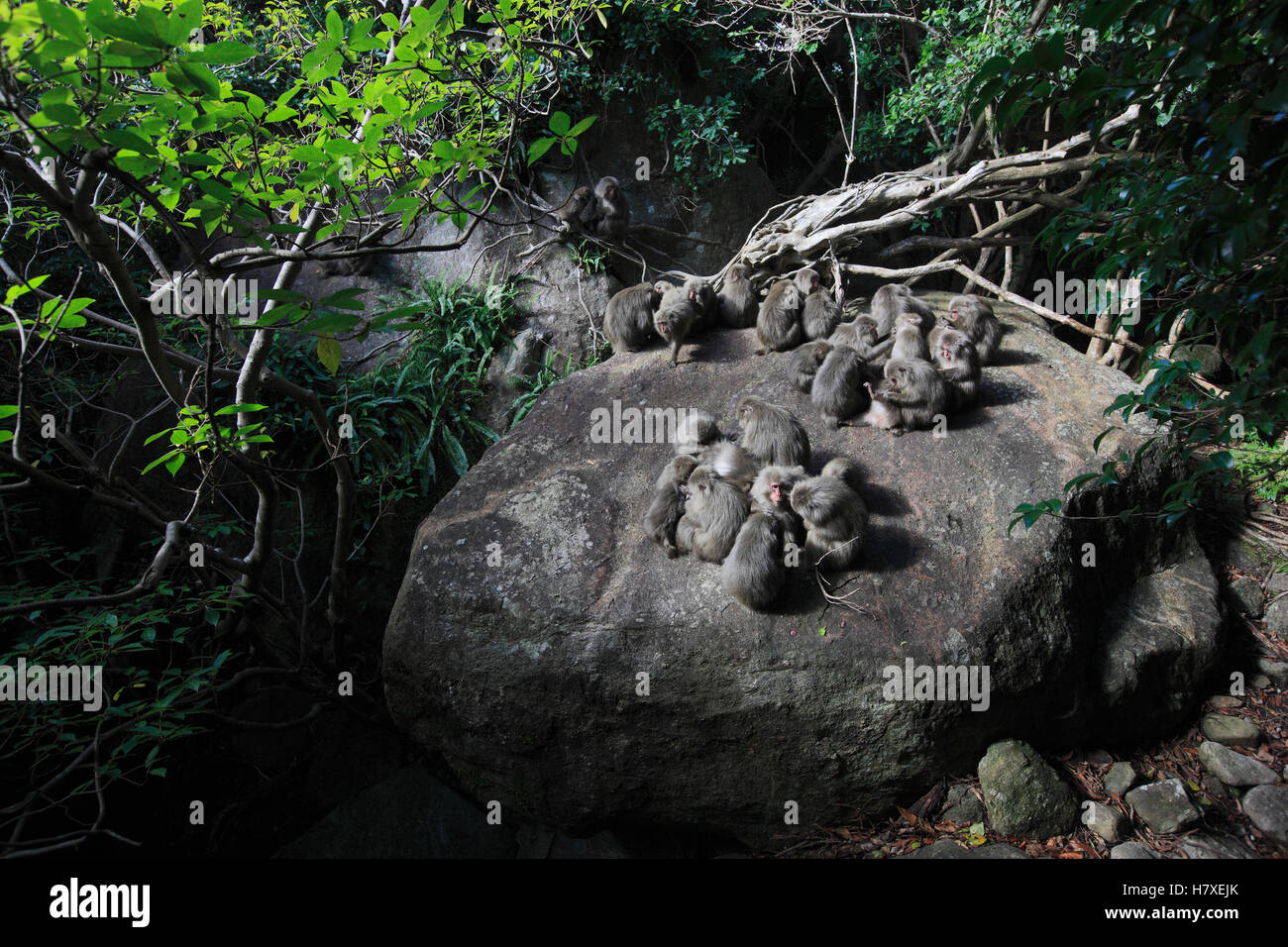 Japanese Macaque (Macaca fuscata) troop in the coastal laurel forest of ...