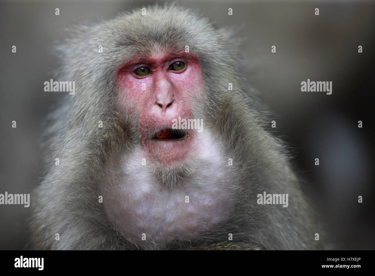 Japanese Macaque (Macaca fuscata) with cheek pouches full of food ...