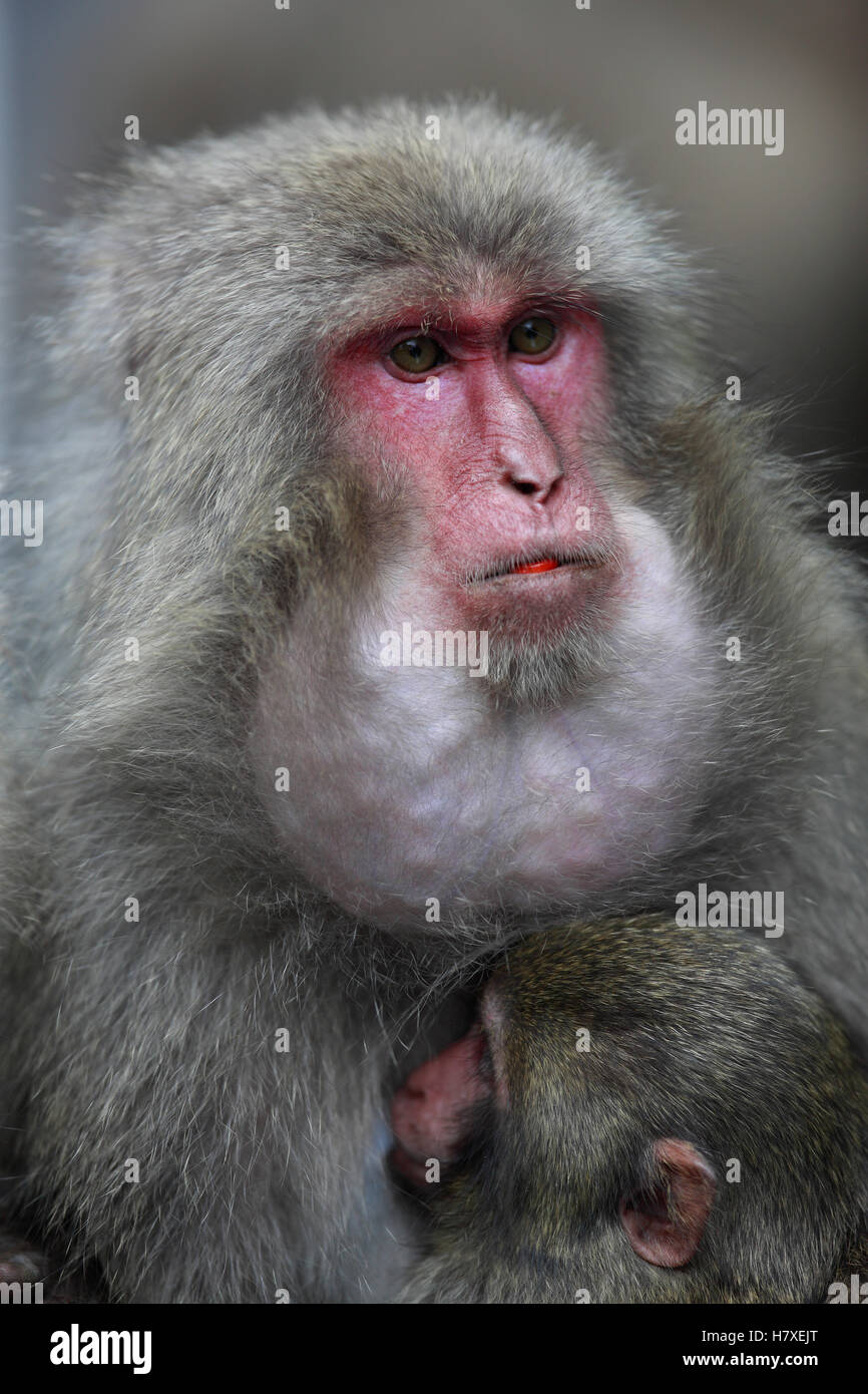 Japanese Macaque (Macaca fuscata) female with cheek pouches full of ...