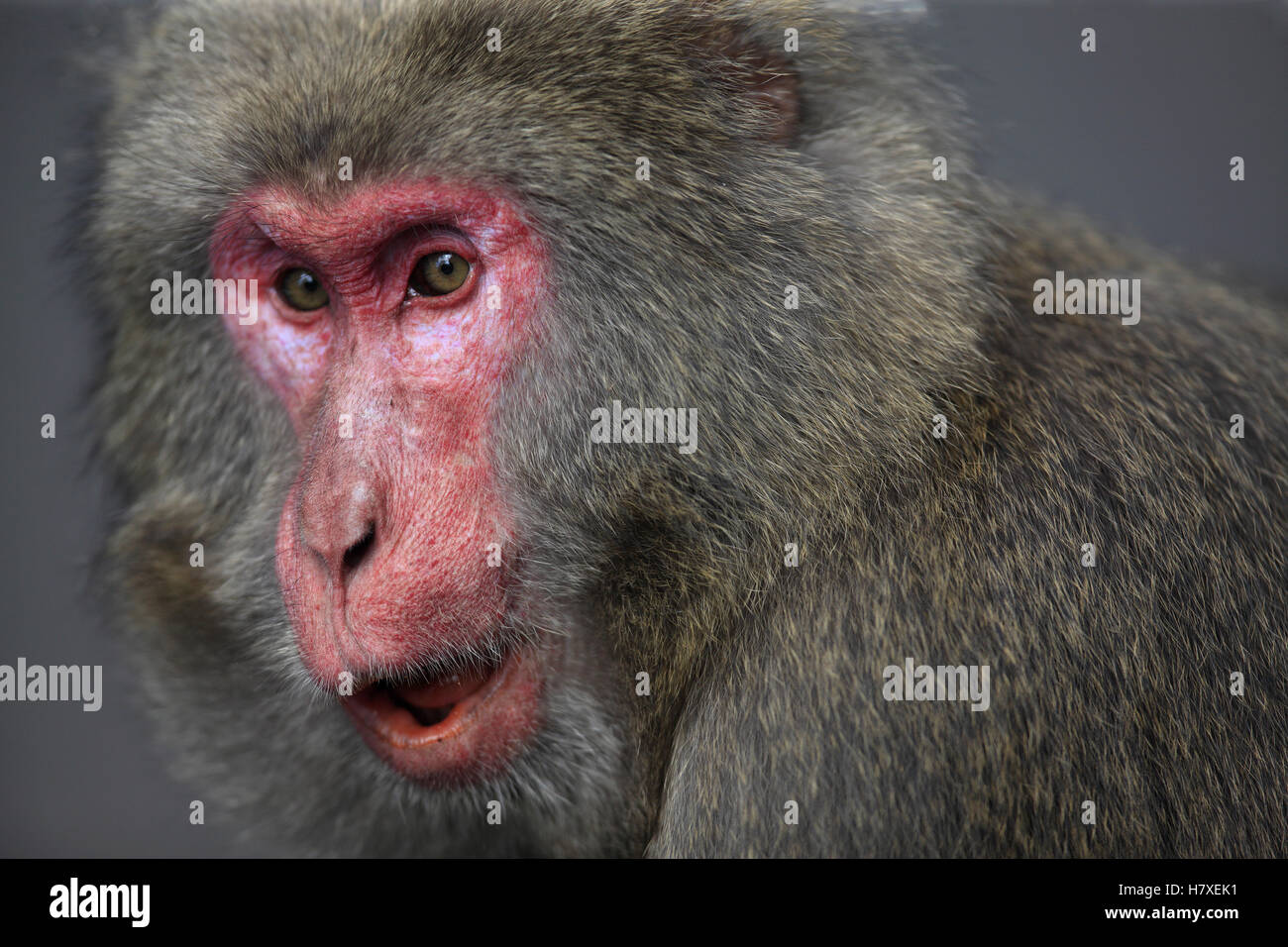 Japanese Macaque (Macaca fuscata) portrait, Yakushima Island, Japan ...