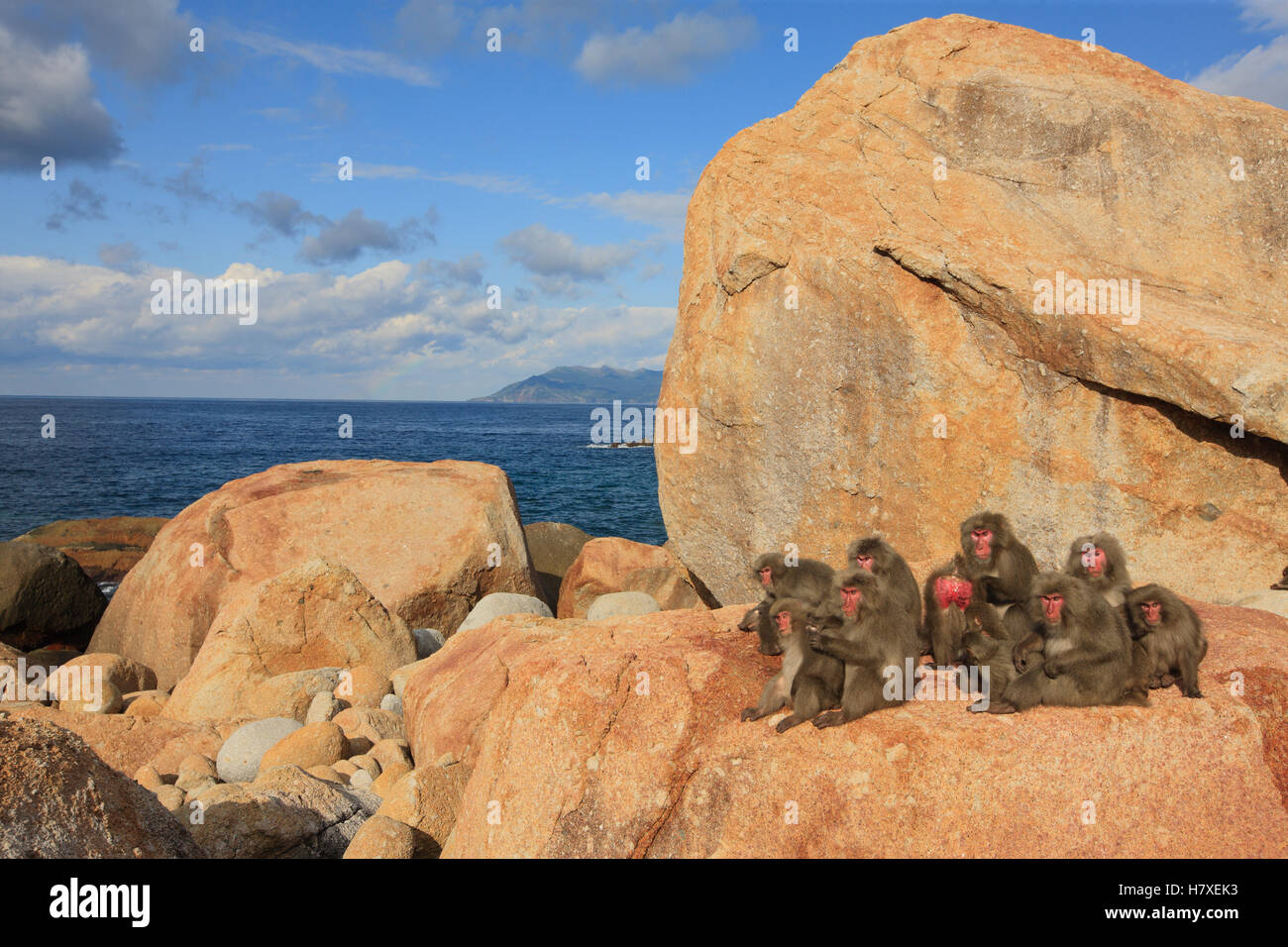 Japanese Macaque (Macaca fuscata) troop sunning on rocks, Yakushima ...