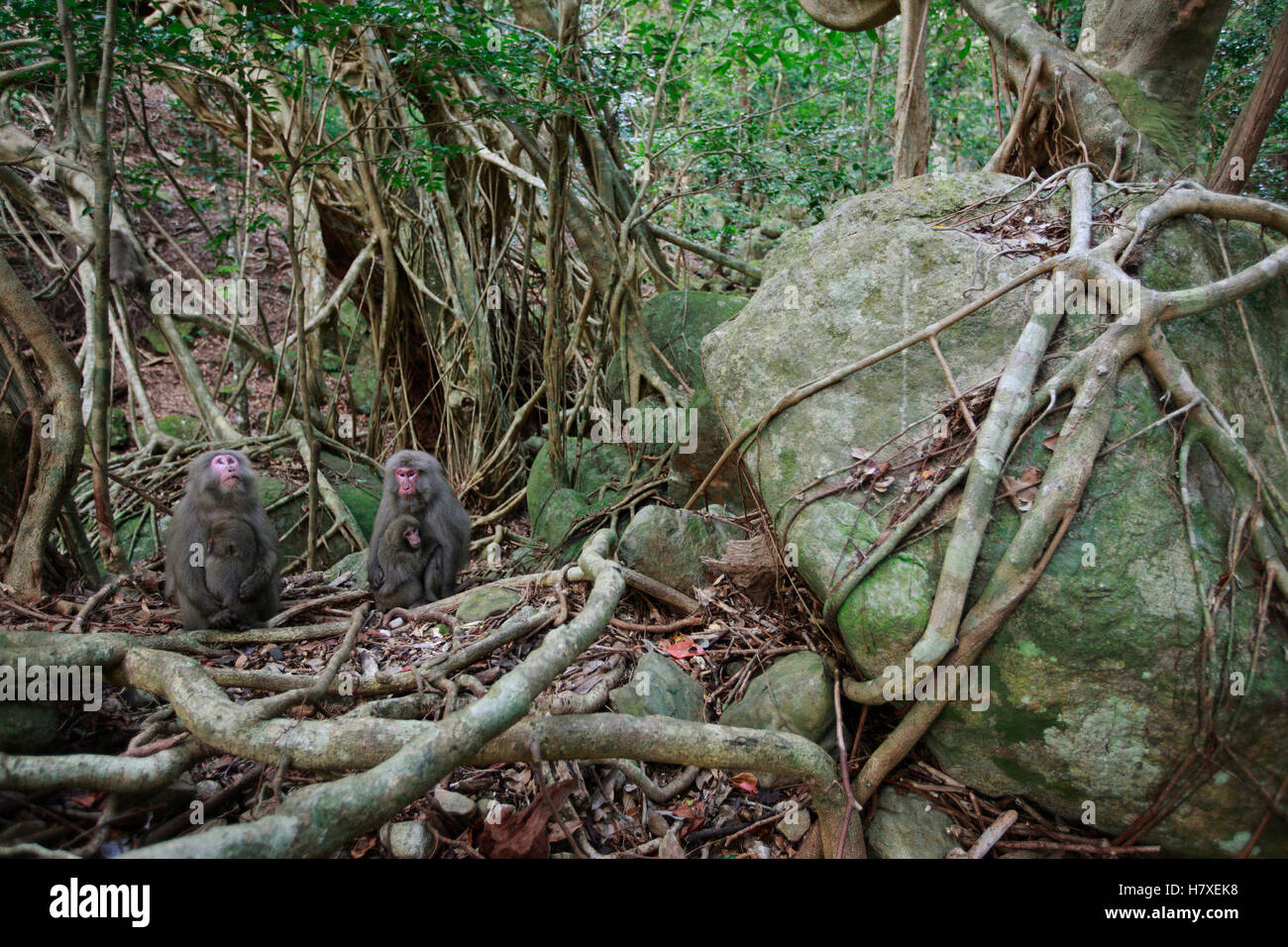 Japanese Macaque (Macaca fuscata) pair near Fig (Ficus sp) in the ...