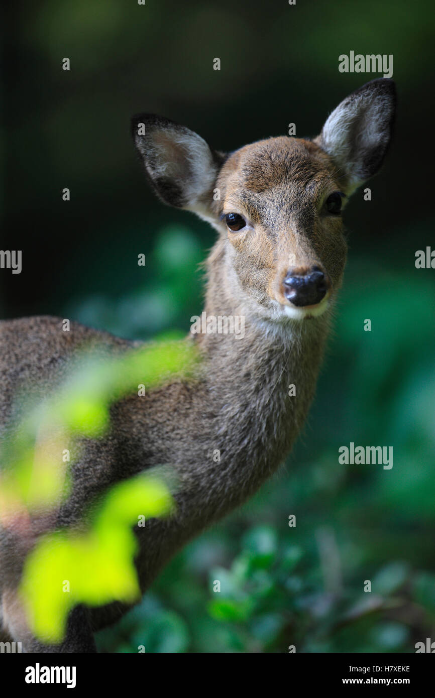 Sika Deer (Cervus nippon) female, Yakushima Island, Japan Stock Photo ...