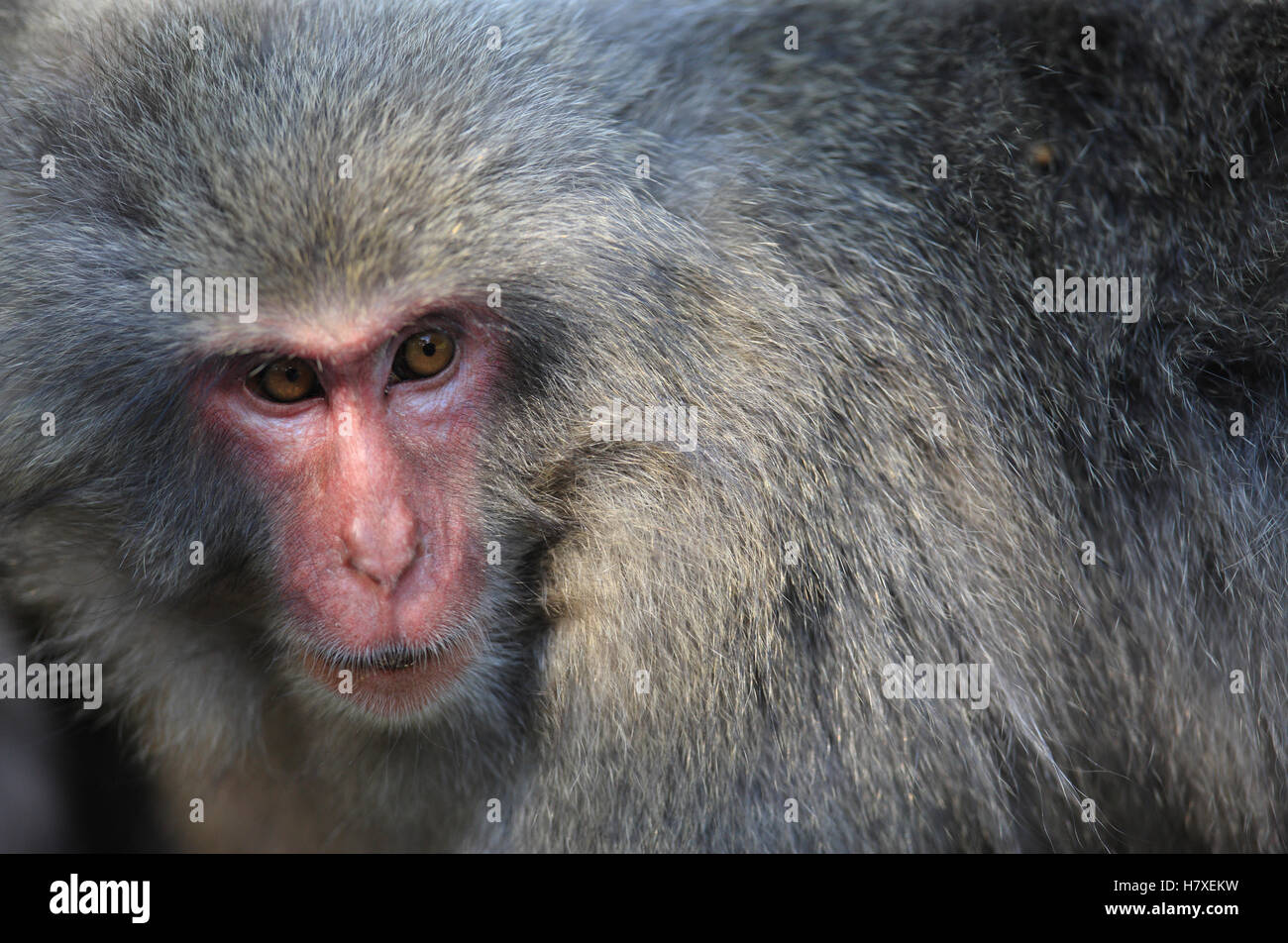 Japanese Macaque (Macaca fuscata), Yakushima Island, Japan Stock Photo ...