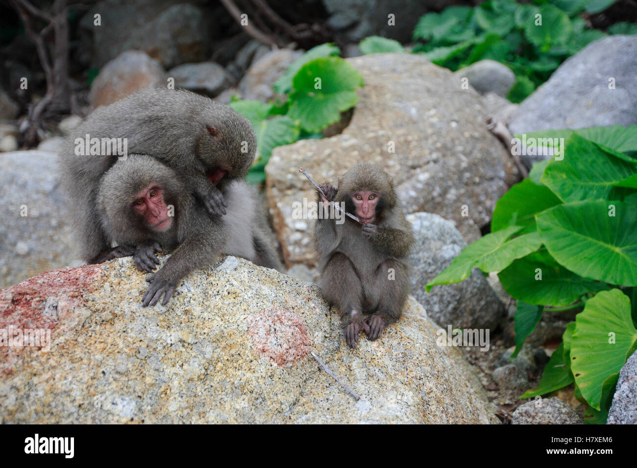 Japanese Macaque (Macaca fuscata) group grooming, Yakushima Island ...