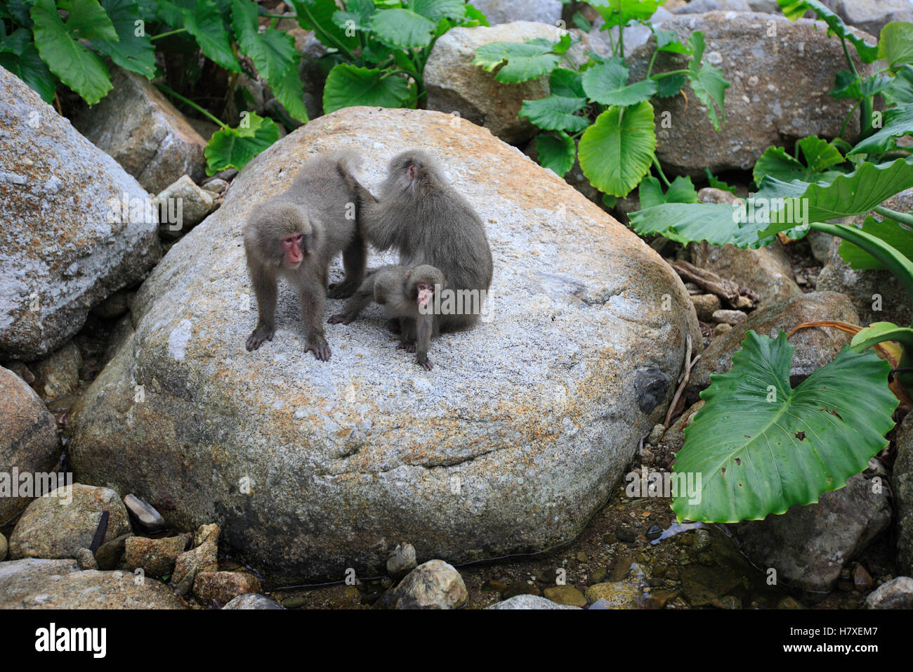 Japanese Macaque (Macaca fuscata) pair grooming with young, Yakushima ...