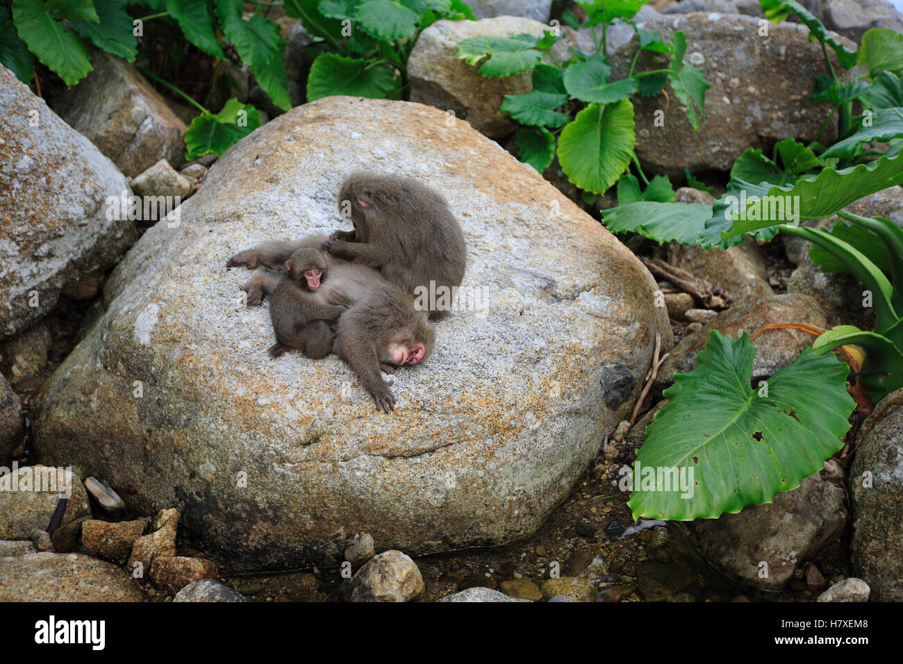 Japanese Macaque (Macaca fuscata) pair grooming with young, Yakushima ...