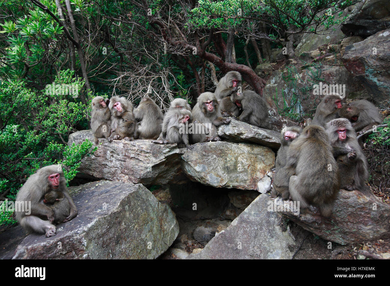 Japanese Macaque (Macaca fuscata) troop grooming in coastal laurel ...