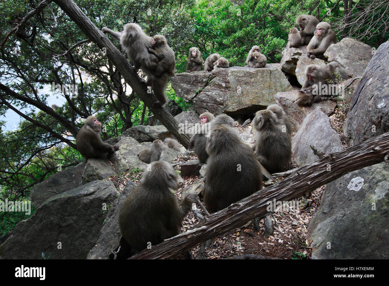Japanese Macaque (Macaca fuscata) troop grooming in coastal laurel ...