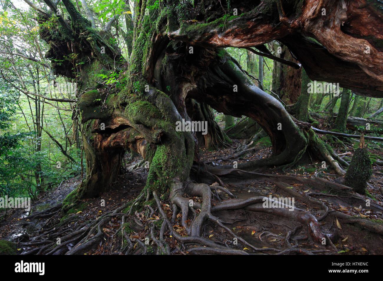 Primary temperate rainforest of Shiratani Unsuikyo, Yakushima Island ...
