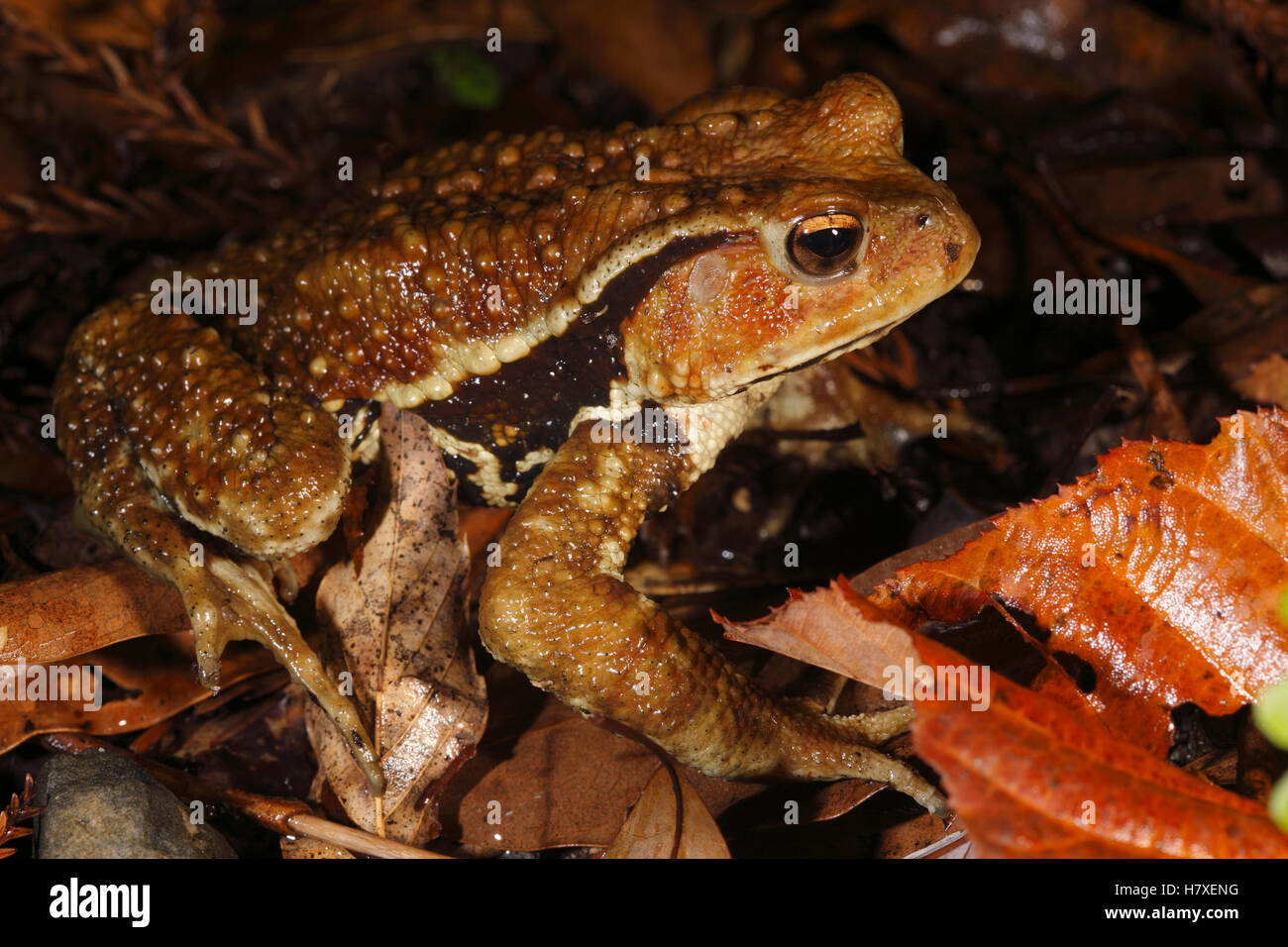 Japanese Toad (Bufo japonicus) in leaf litter, Yakushima Island, Japan ...