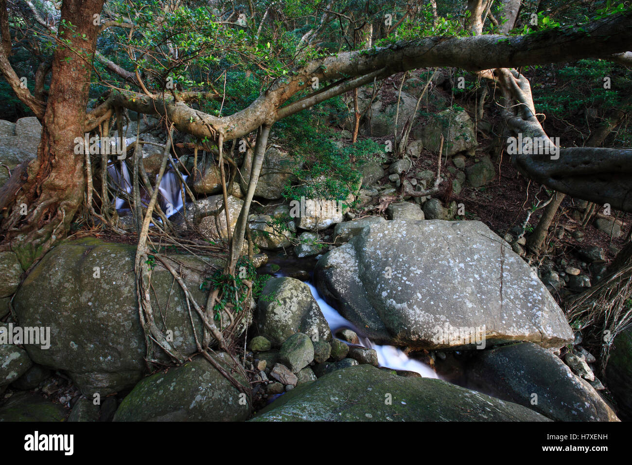 Fig (Ficus sp) tree and its roots, Yakushima Island, Japan Stock Photo ...