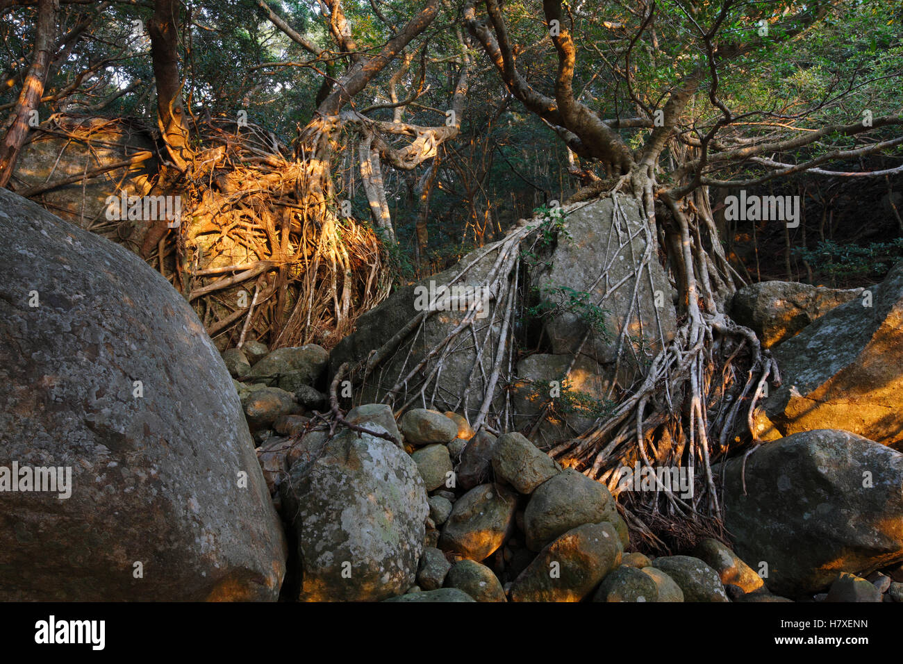 Fig (Ficus sp) trees with roots spanning over rocks, Yakushima Island ...