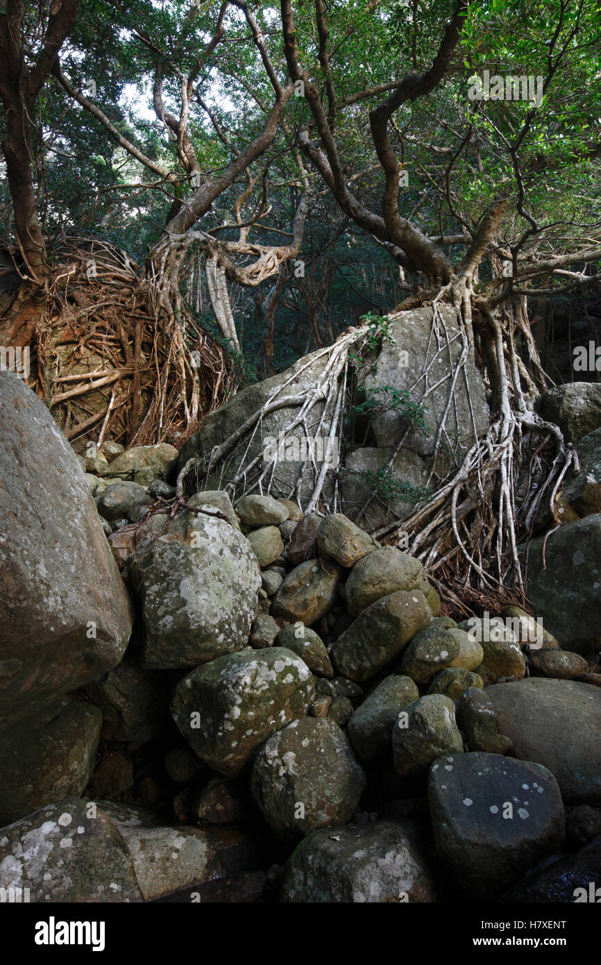 Fig (Ficus sp) trees with roots spanning over rocks, Yakushima Island ...