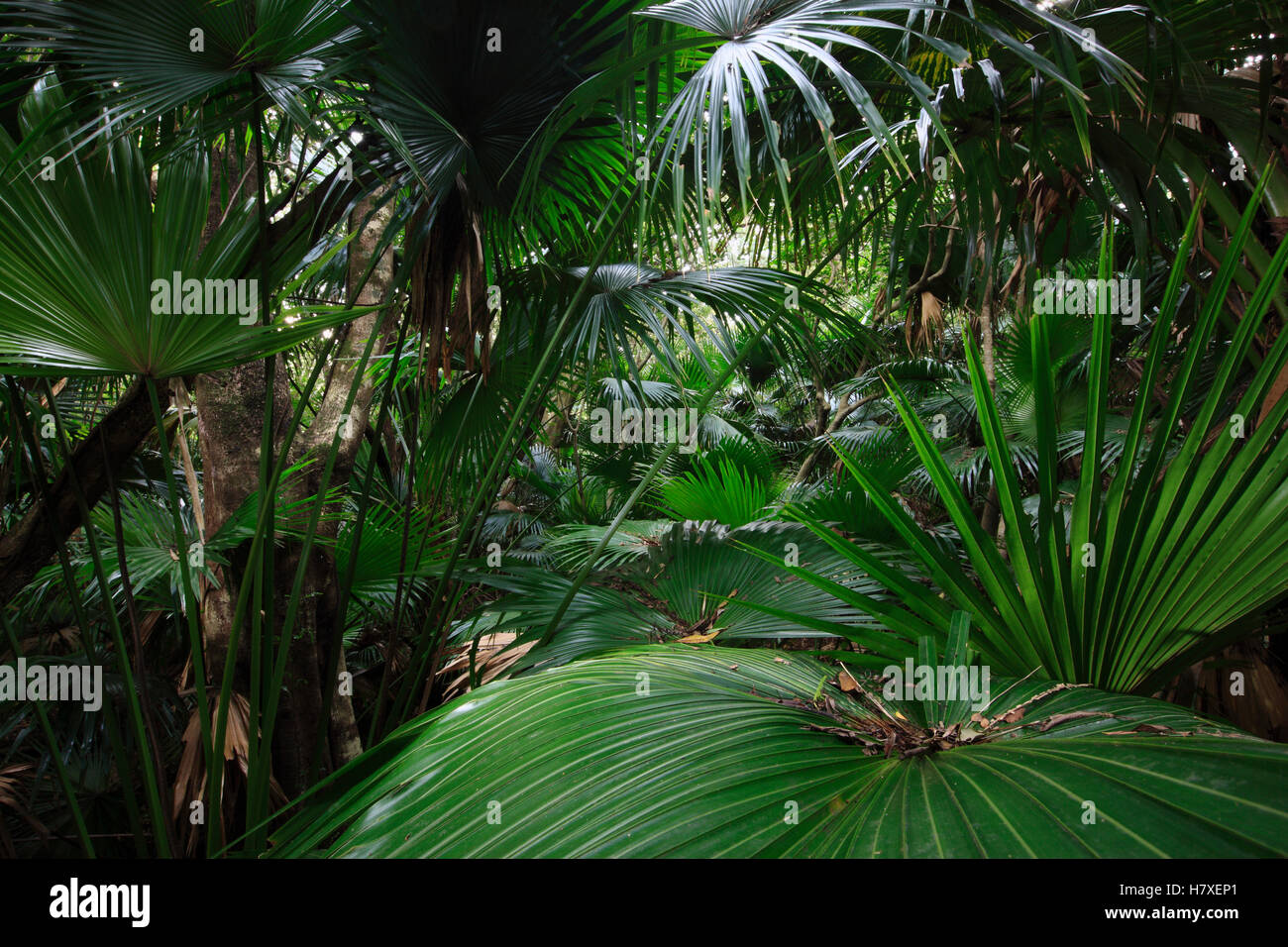 Chusan Palm (Trachycarpus fortunei) introduced species on Yakushima ...