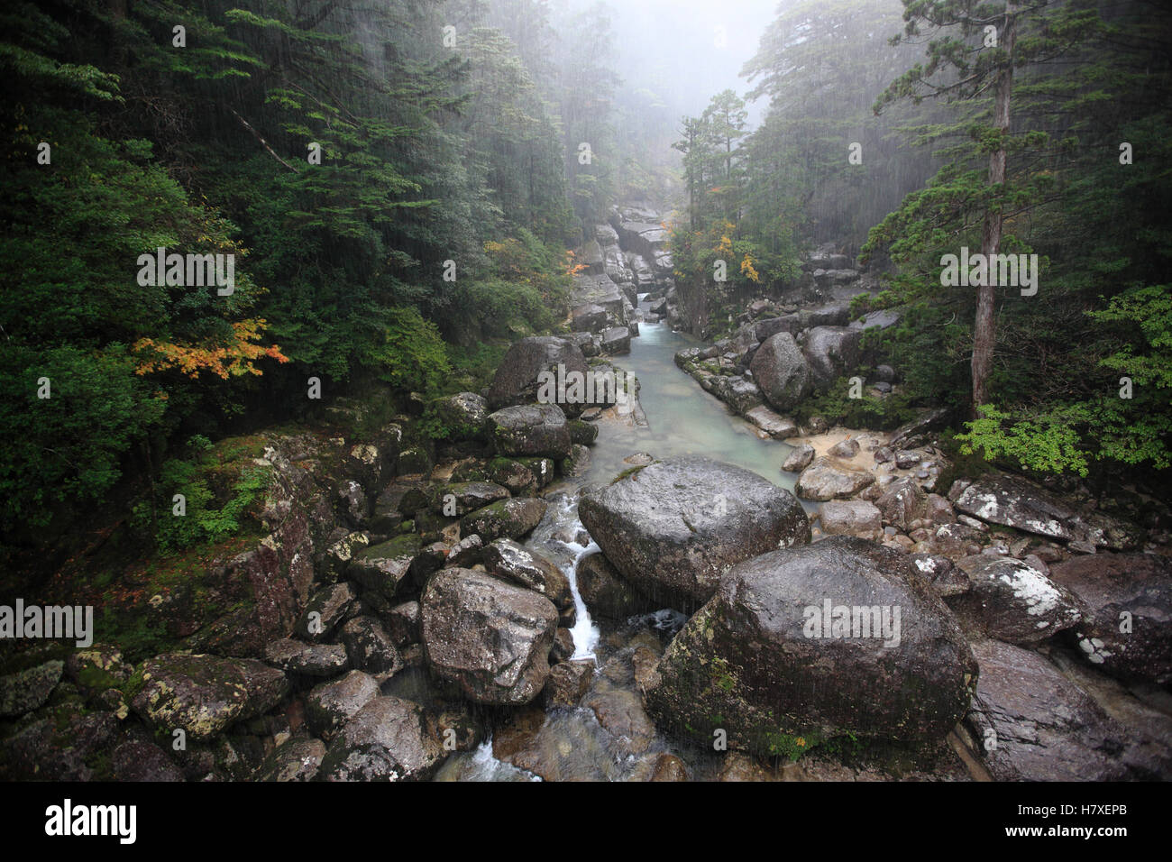 Stream in primary temperate rainforest of Shiratani Unsuikyo, Yakushima ...