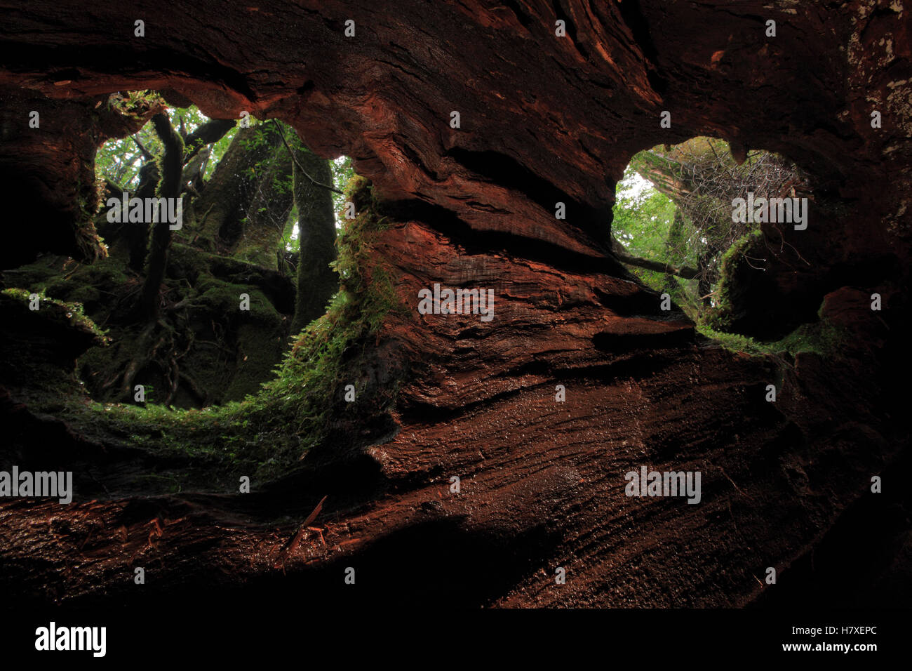 Primary temperate rainforest, view from inside a dead tree, Yakushima ...