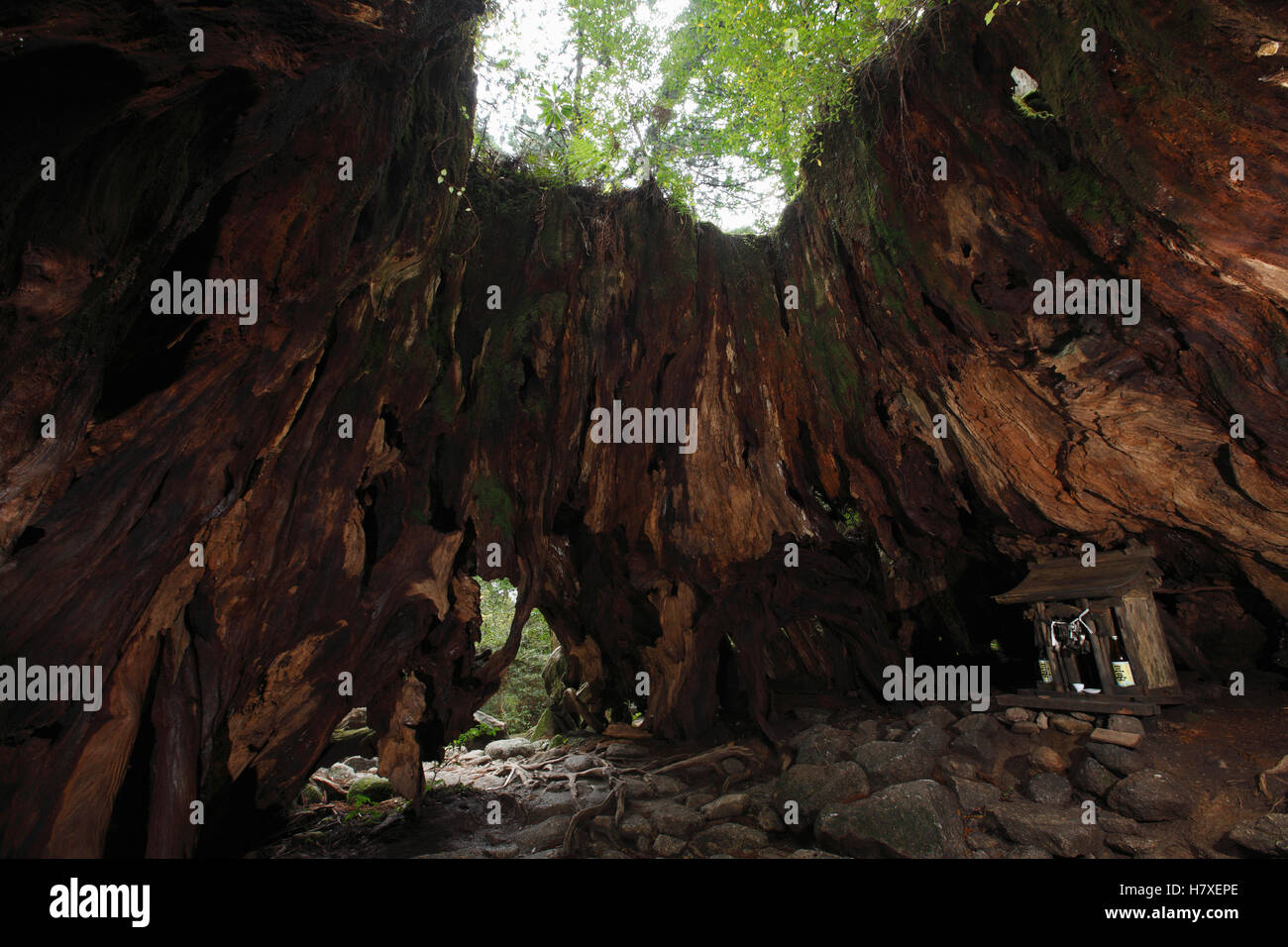 Giant stump named Wilson-kabu, 32 m wide, cut in 1586 and re-discovered ...