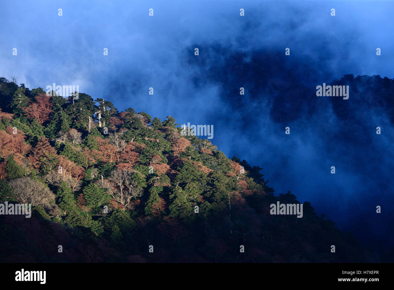 Primary temperate rainforest, Yakushima Mountains, Yakushima Island ...