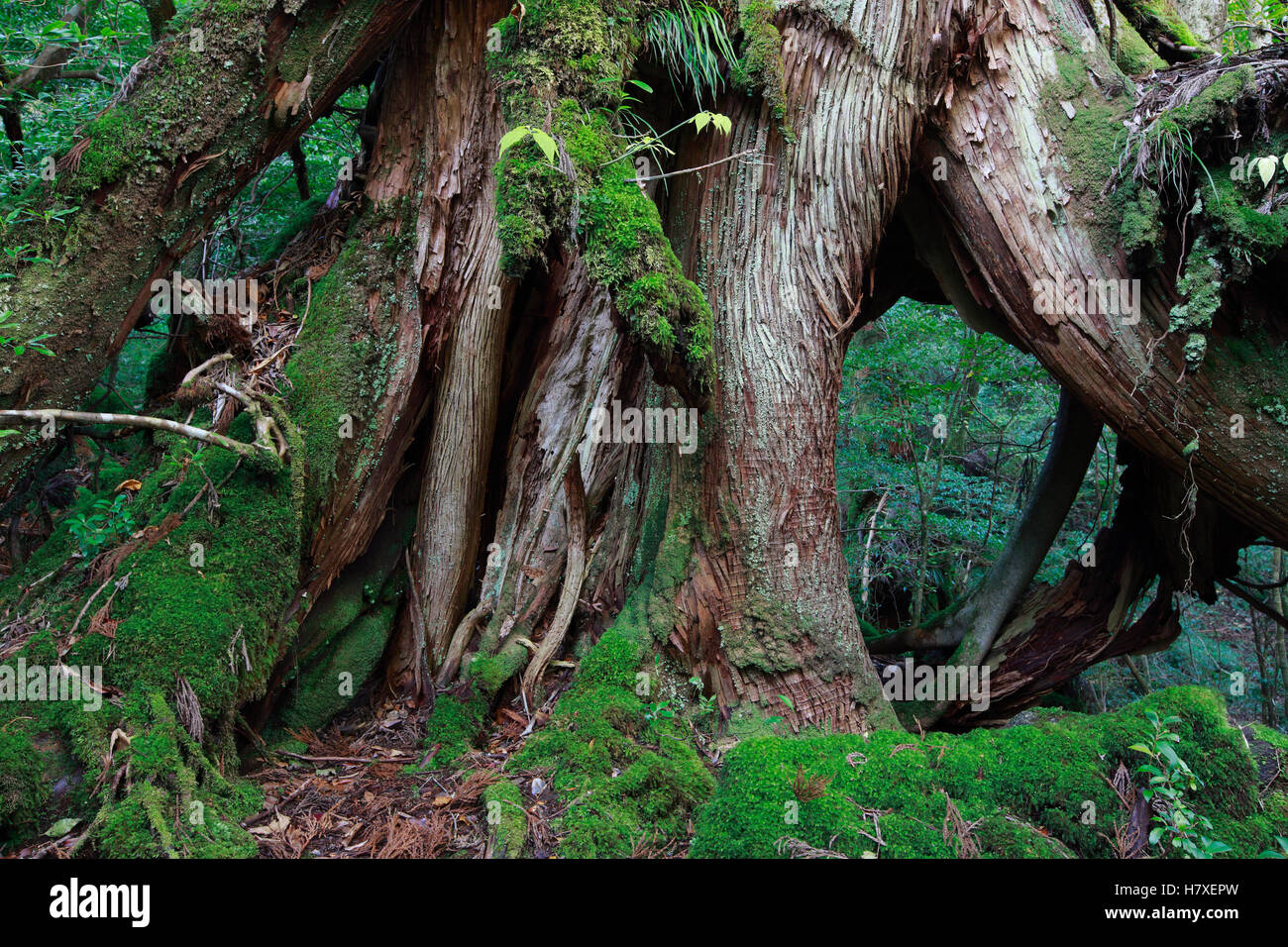 Temperate rainforest of Shiratani Unsuikyo, Yakushima Island, Japan ...