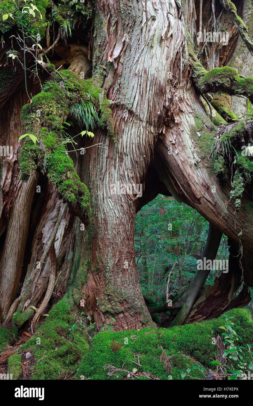 Temperate rainforest of Shiratani Unsuikyo, Yakushima Island, Japan ...