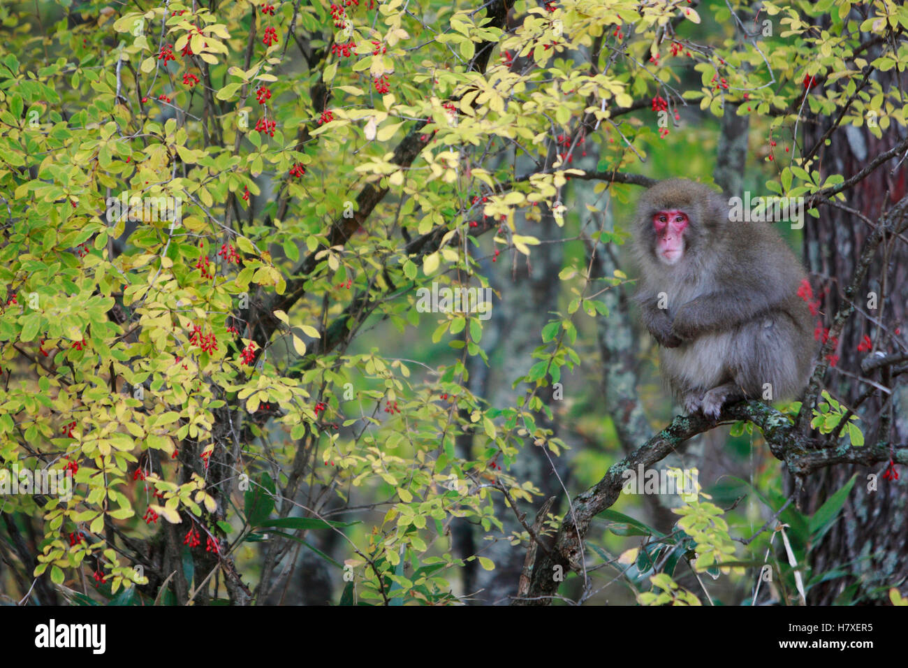 Japanese Macaque (Macaca fuscata), Honshu, Japan Stock Photo - Alamy