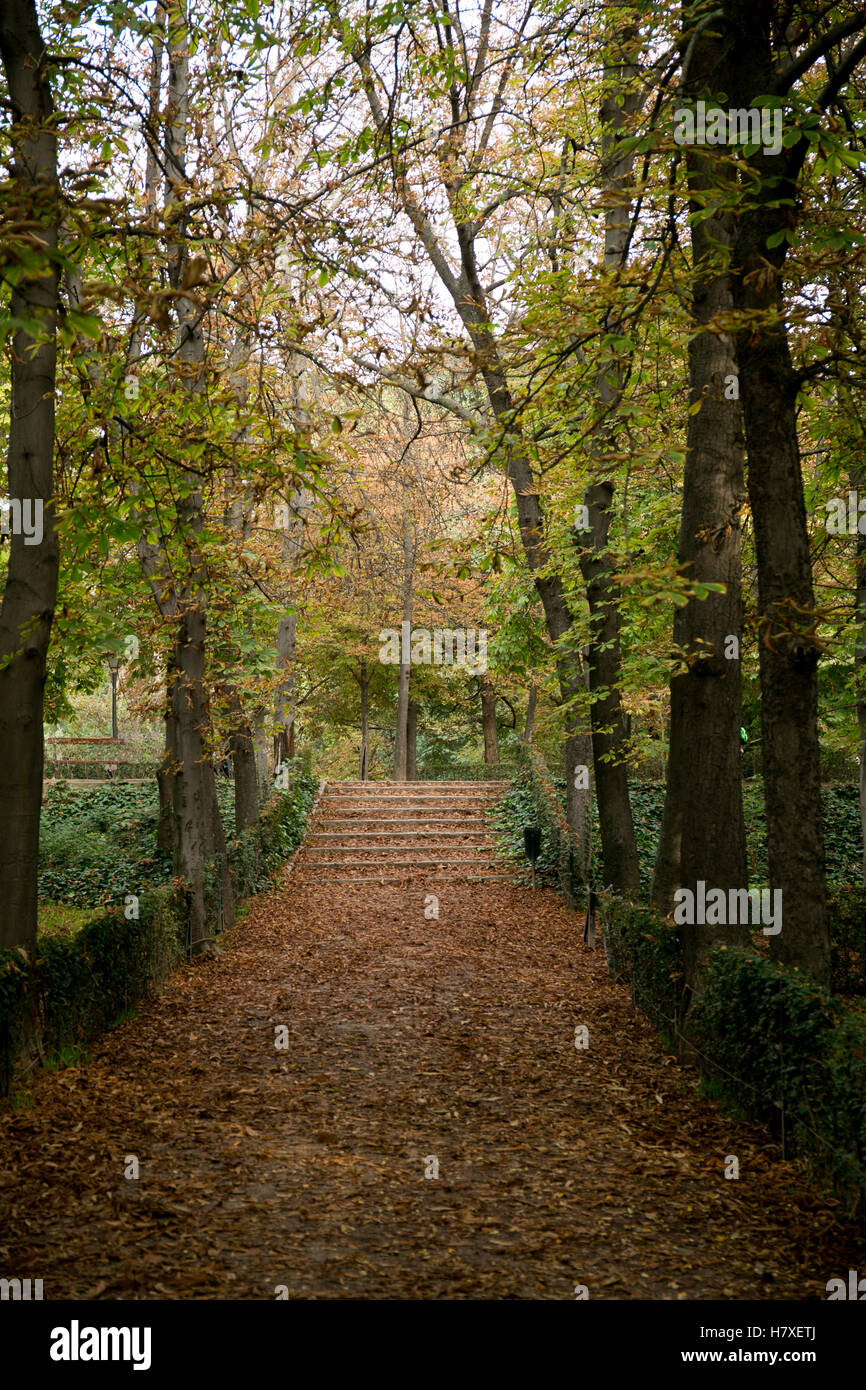 colorful peaceful path through the trees autumn Stock Photo - Alamy