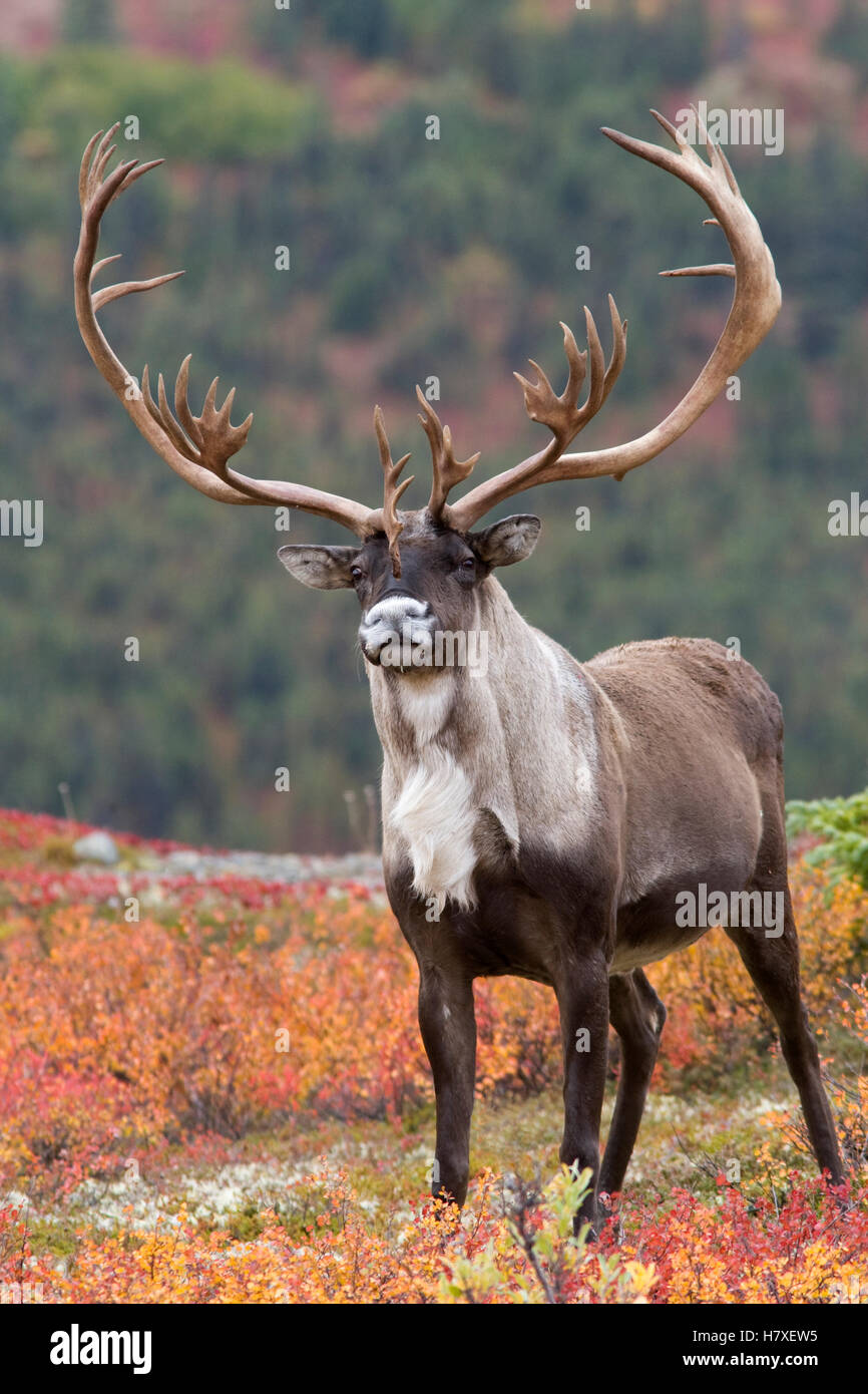 Caribou (Rangifer tarandus) bull on tundra, central Alaska Stock Photo ...