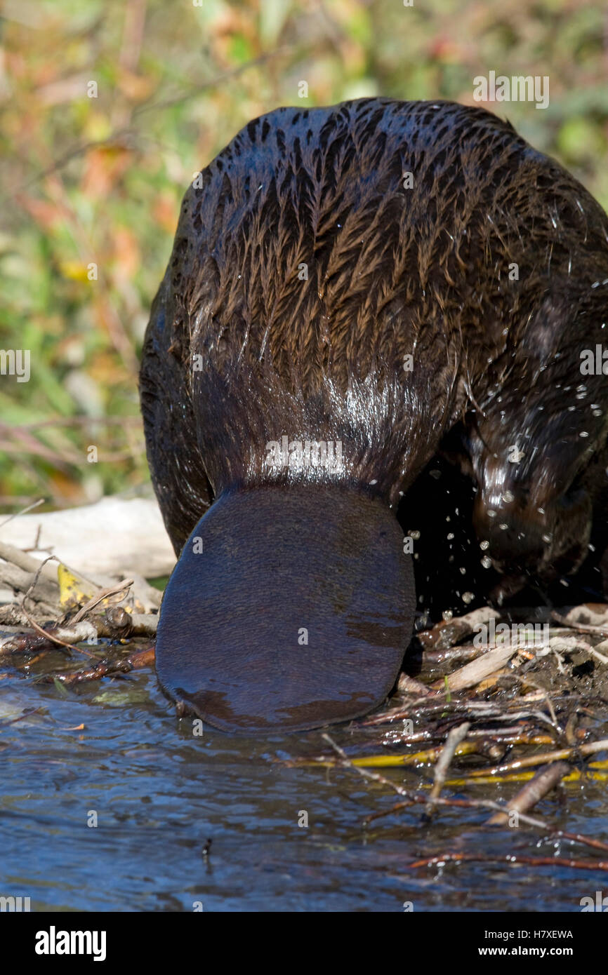American Beaver (Castor canadensis) tail, western Montana Stock Photo ...