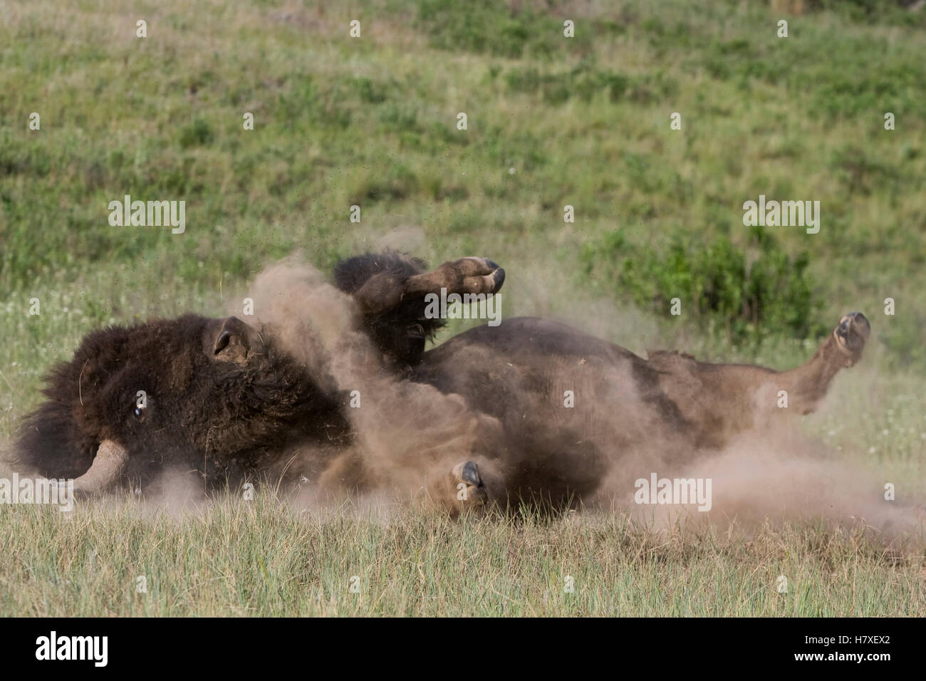 American Bison (Bison bison) bull dust bathing, Moise, Montana Stock ...