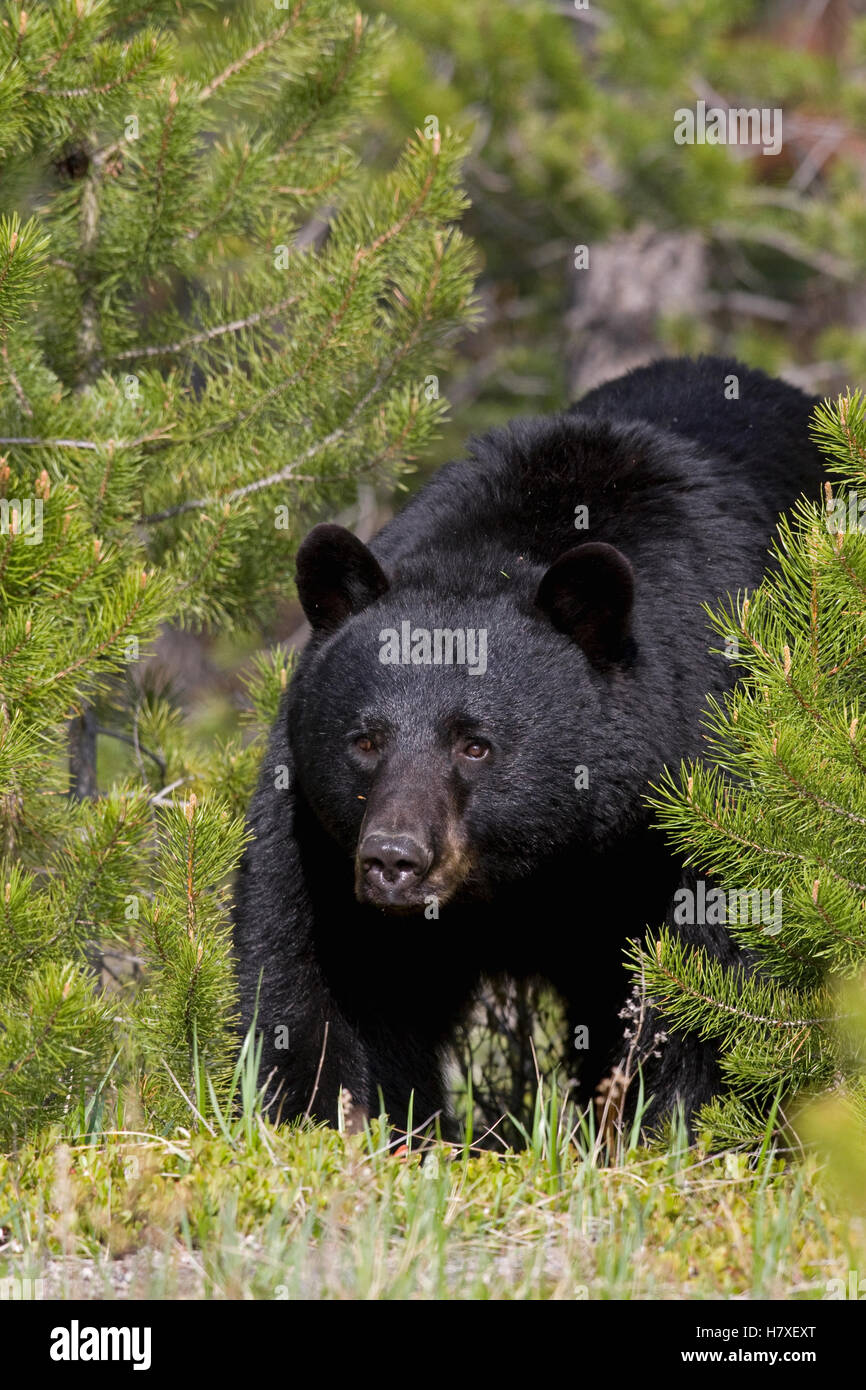 Black Bear (Ursus americanus), western Montana Stock Photo - Alamy