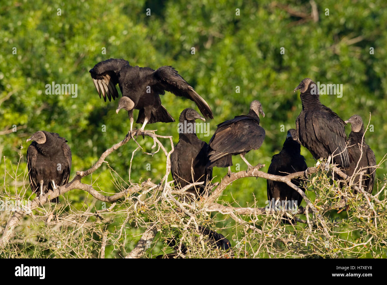 American Black Vulture (Coragyps atratus) group roosting in tree ...