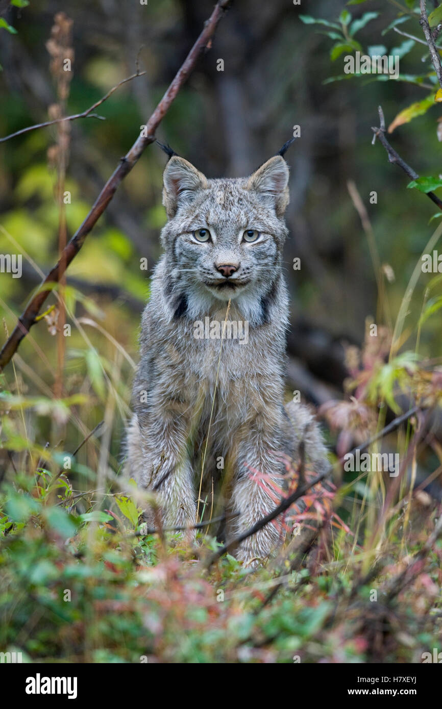 Canada Lynx (Lynx canadensis) portrait, central Alberta, Canada Stock ...