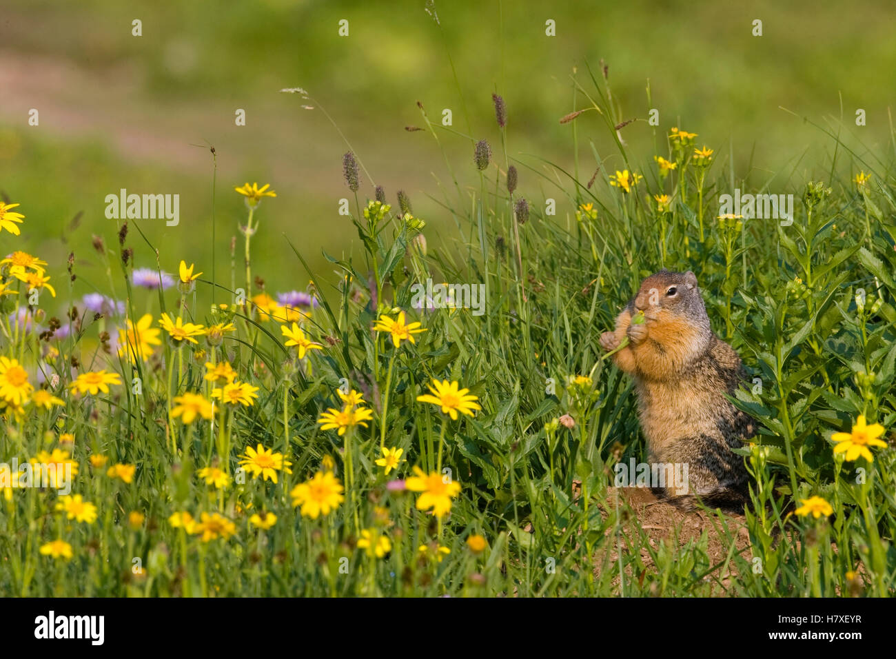 Columbian Ground Squirrel (Spermophilus columbianus) at burrow eating ...