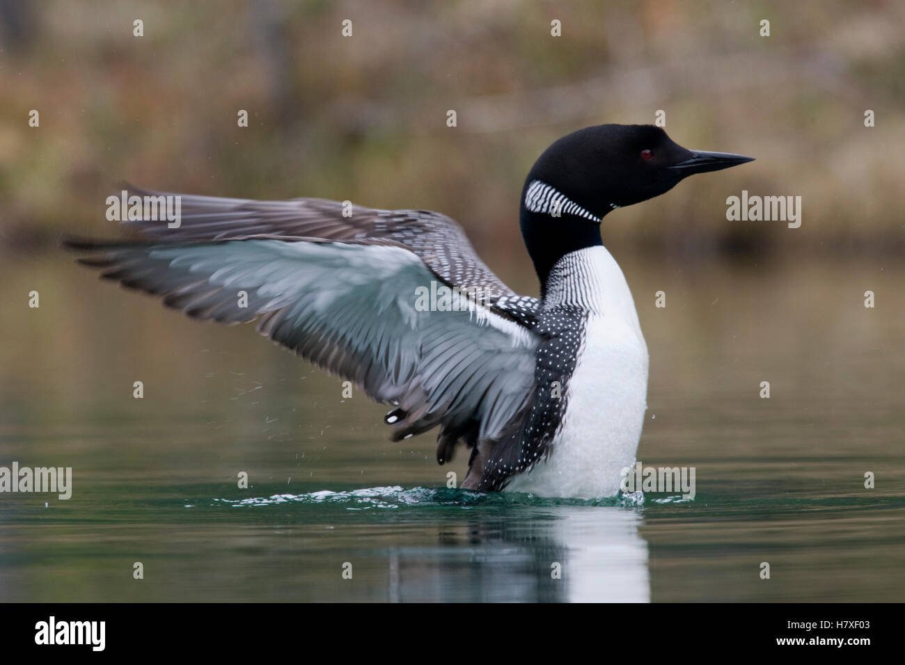 Common Loon (Gavia immer) flapping wings, western Montana Stock Photo ...