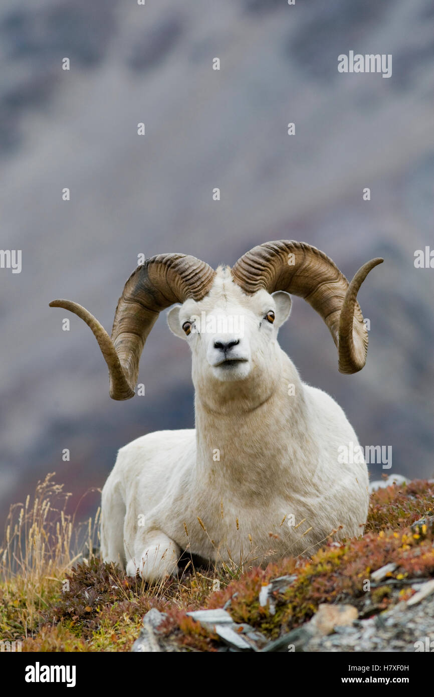 Dall's Sheep (Ovis dalli) bedded ram, central Alaska Stock Photo - Alamy