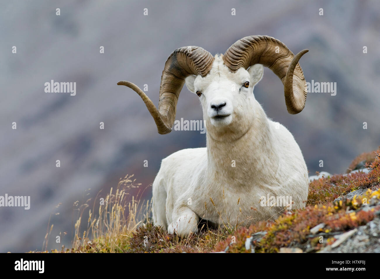 Dall's Sheep (Ovis dalli) bedded ram, central Alaska Stock Photo - Alamy